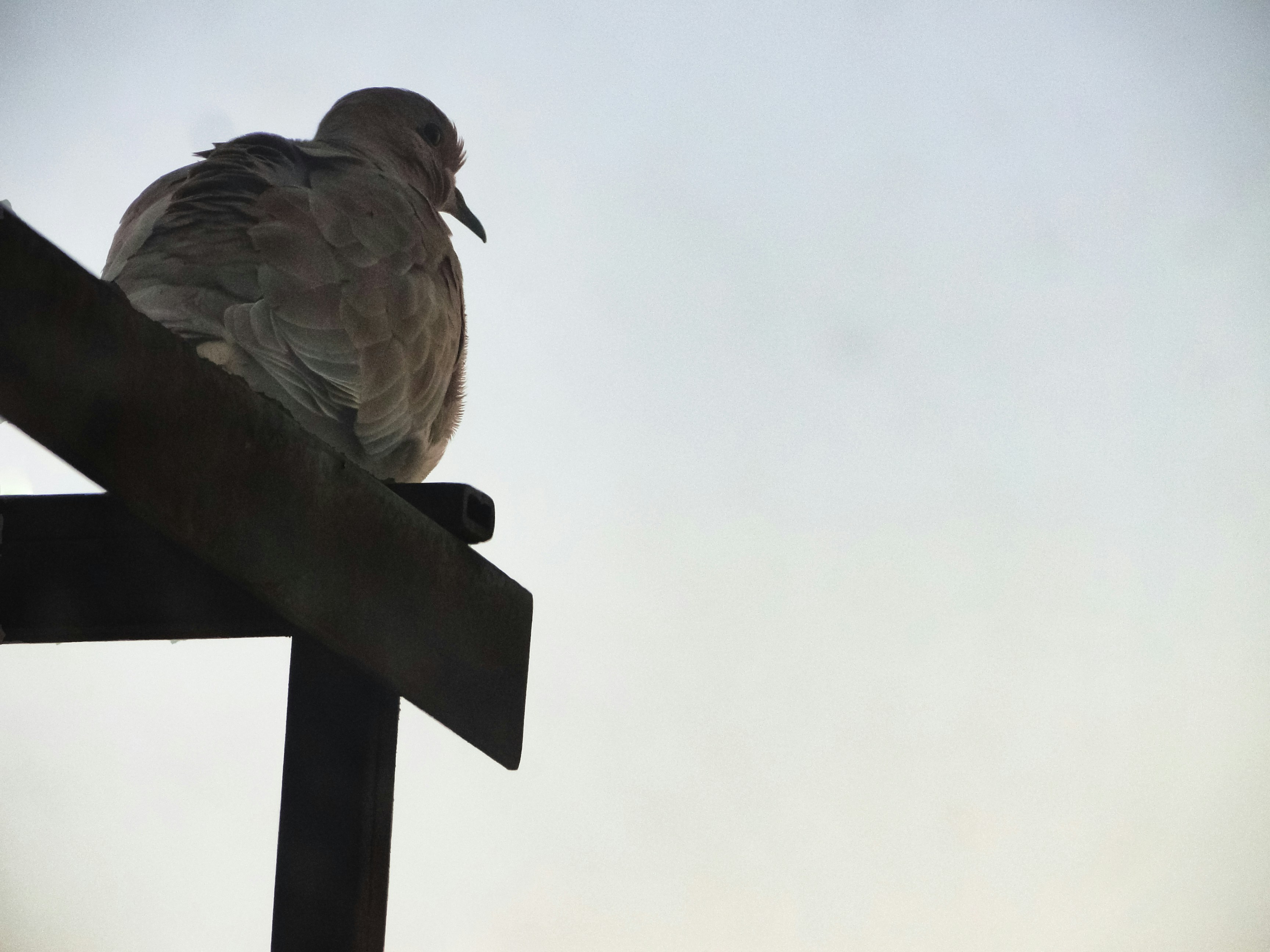 Perched in Shadow: A Pigeon on a Timber Beam Against a Pale Sky