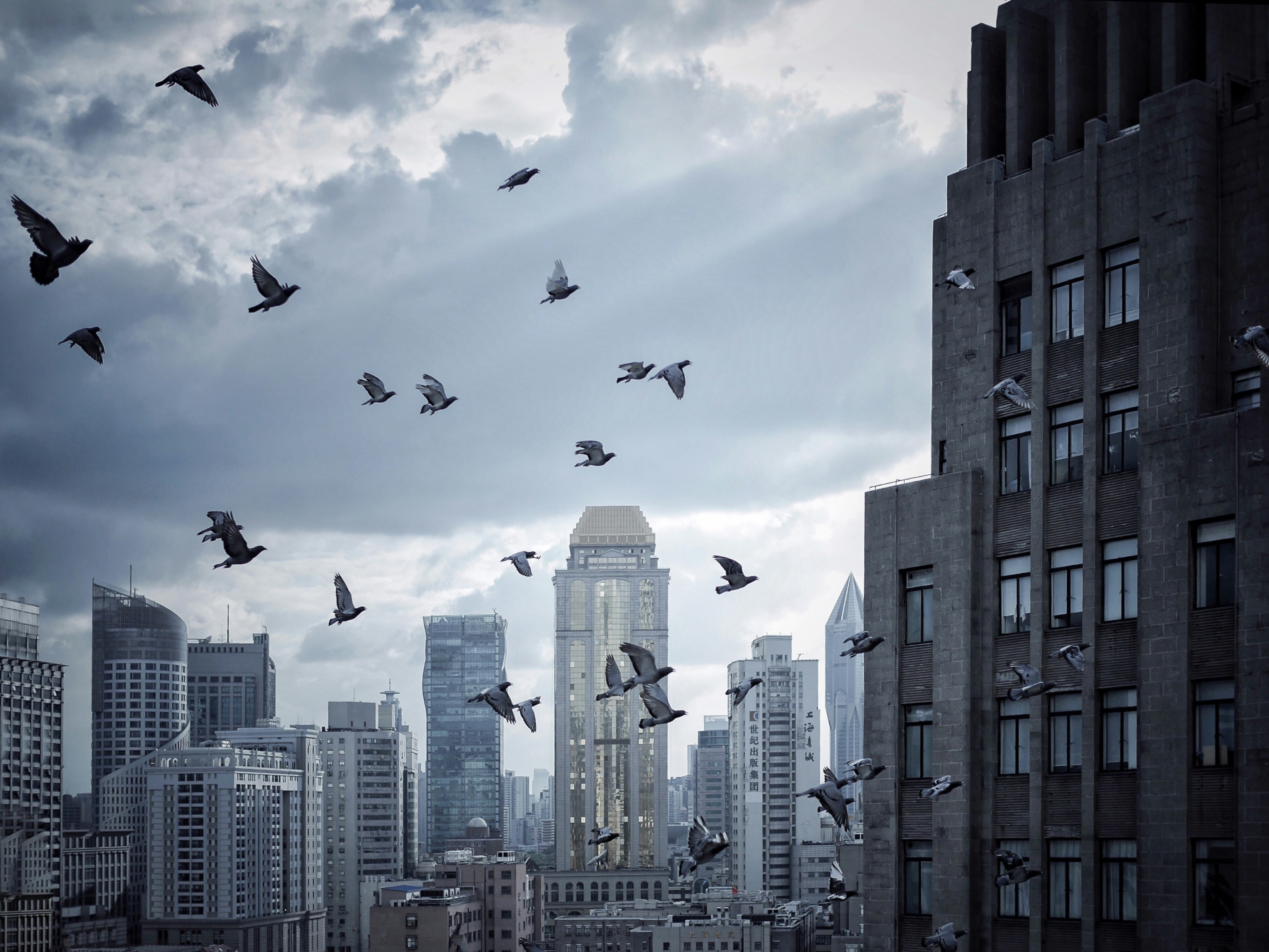 Aerial Flock Over a Dawn-lit Skyline