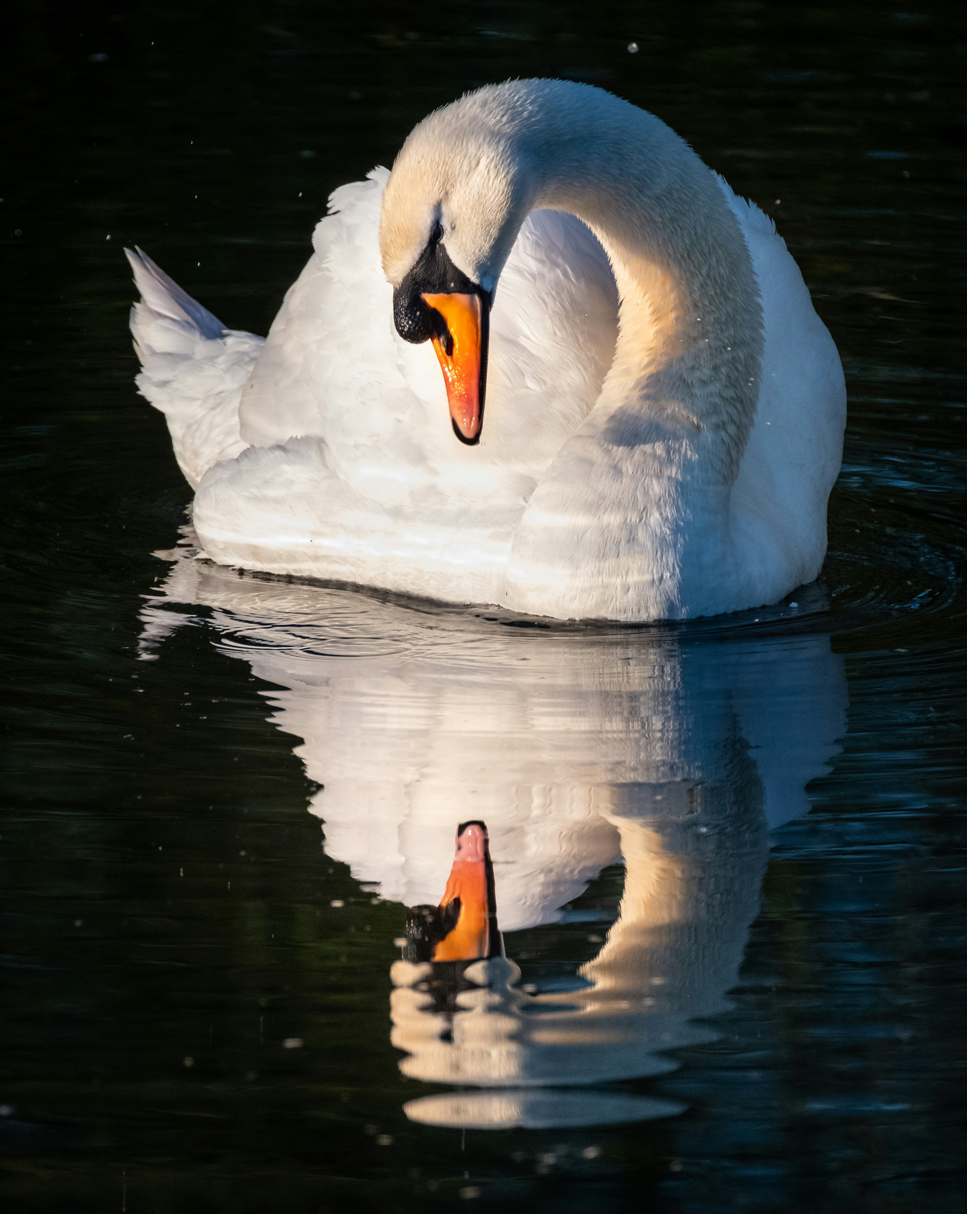 Swan Arc on a Velvet Lake Surface