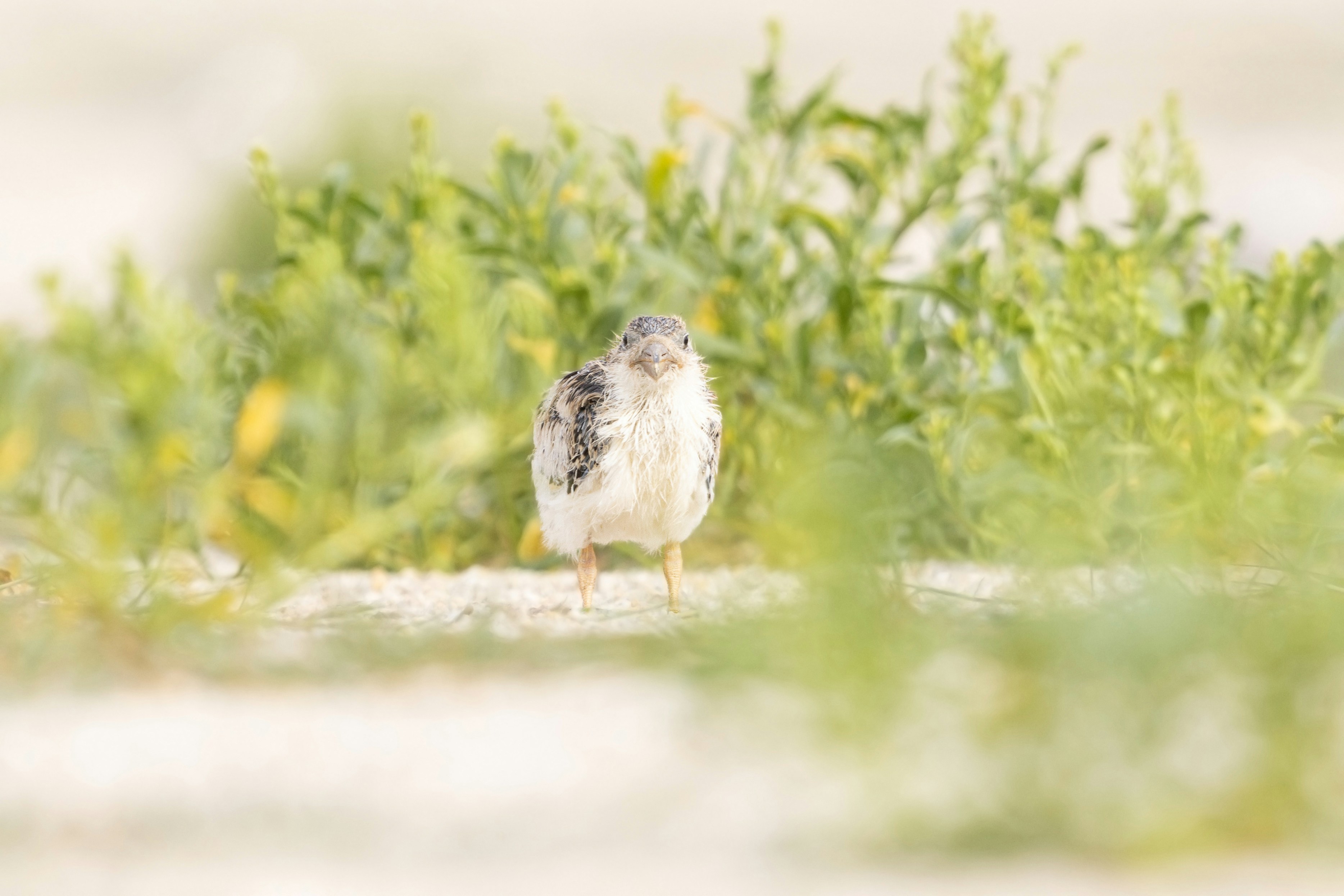 Juvenile Shorebird on Sunlit Sand, Framed by Quiet Greenery