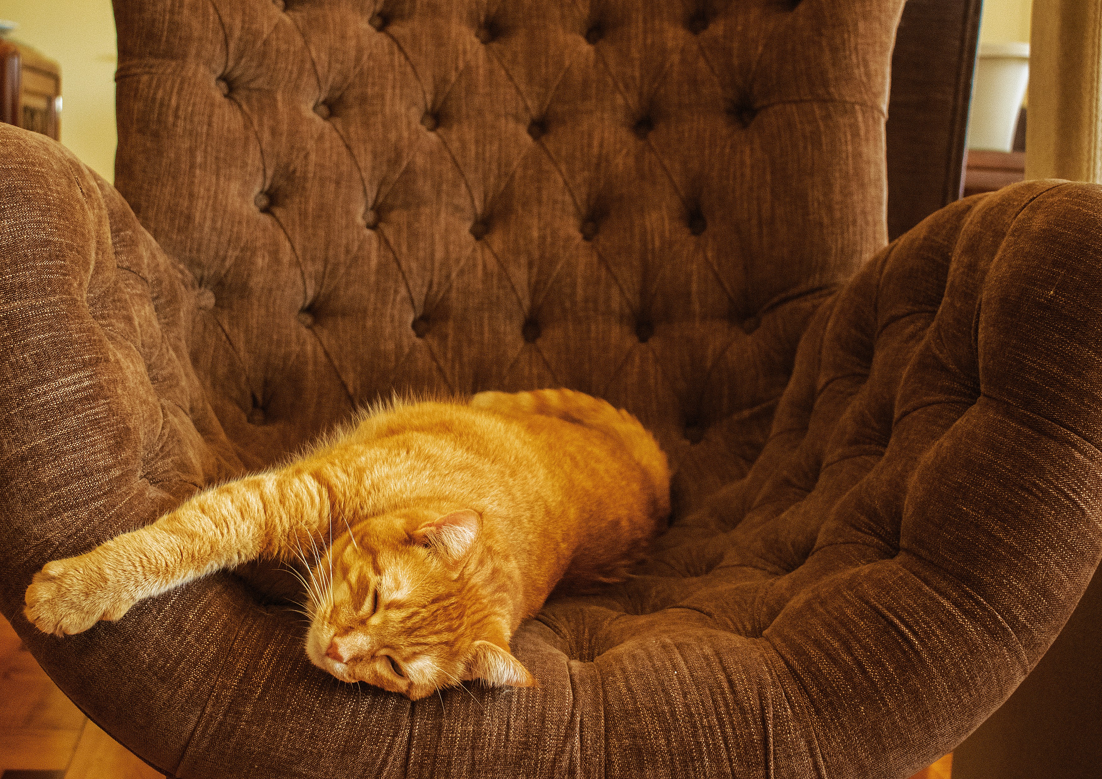 Foto Un gato acostado encima de una silla marrón – Imagen Gato gratis ...
