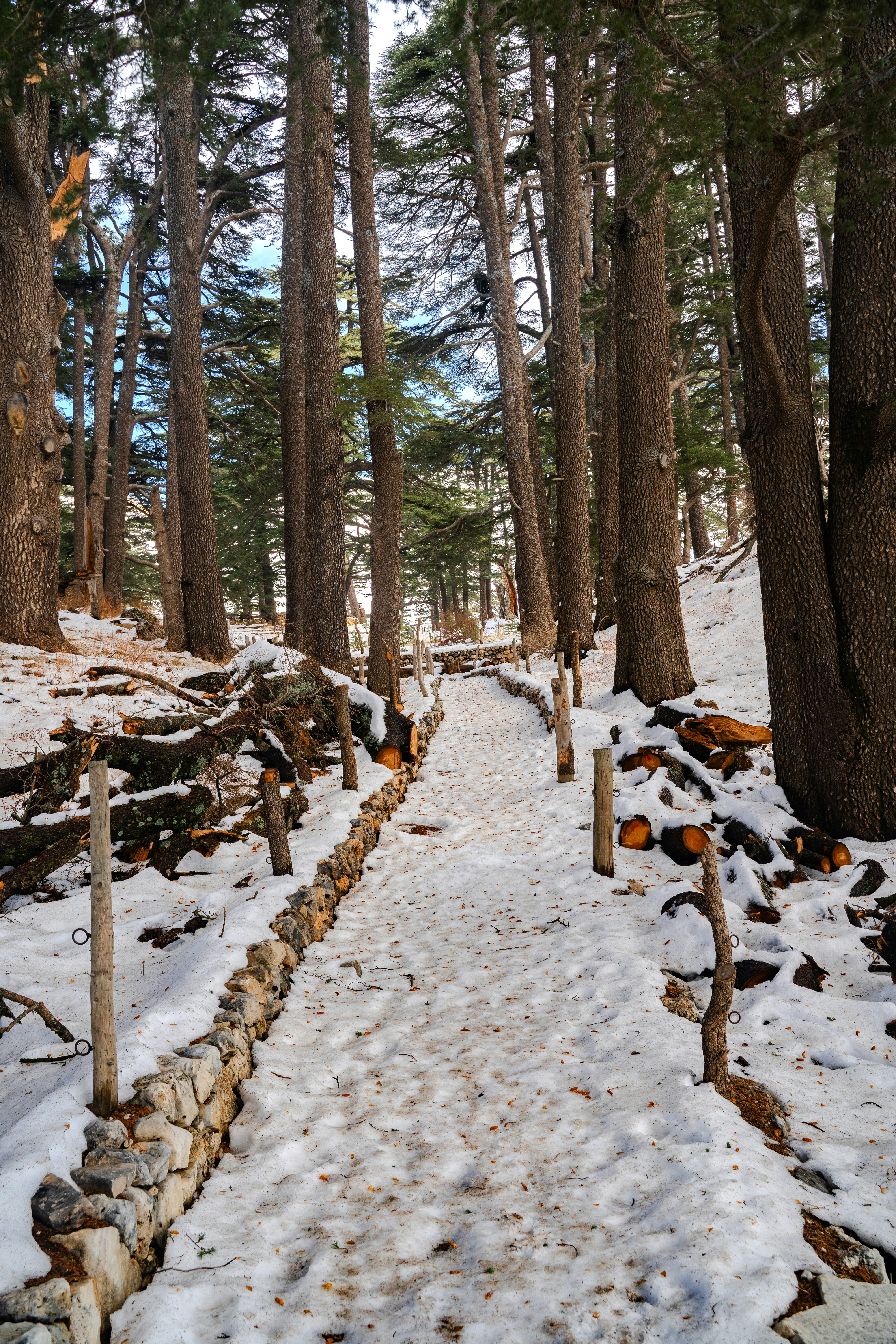 A snow covered path in the woods with trees photo – Free Path Image on ...