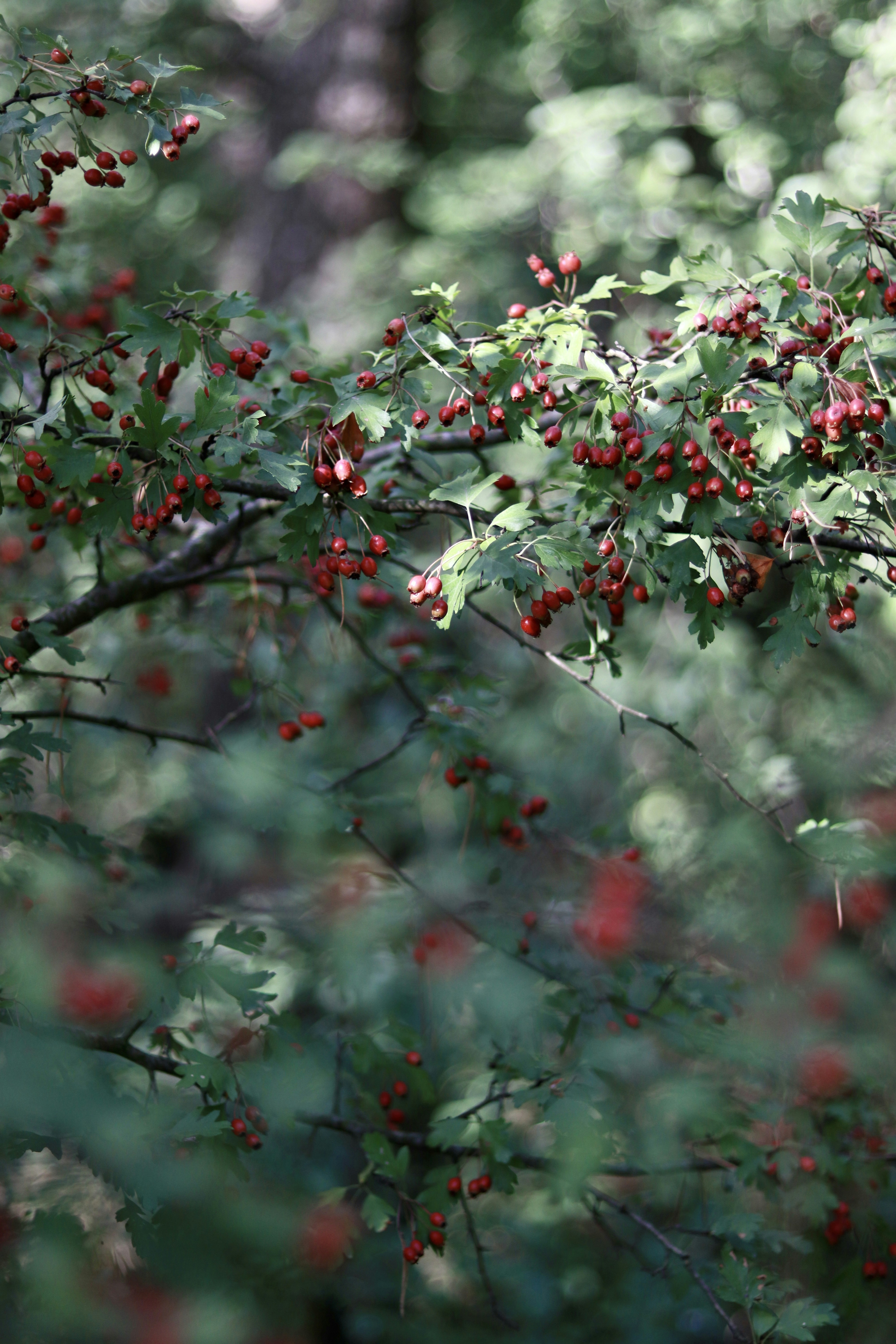 Branches adorned with vibrant red berries amidst lush green foliage, creating a harmonious blend of colors in a forest setting.
