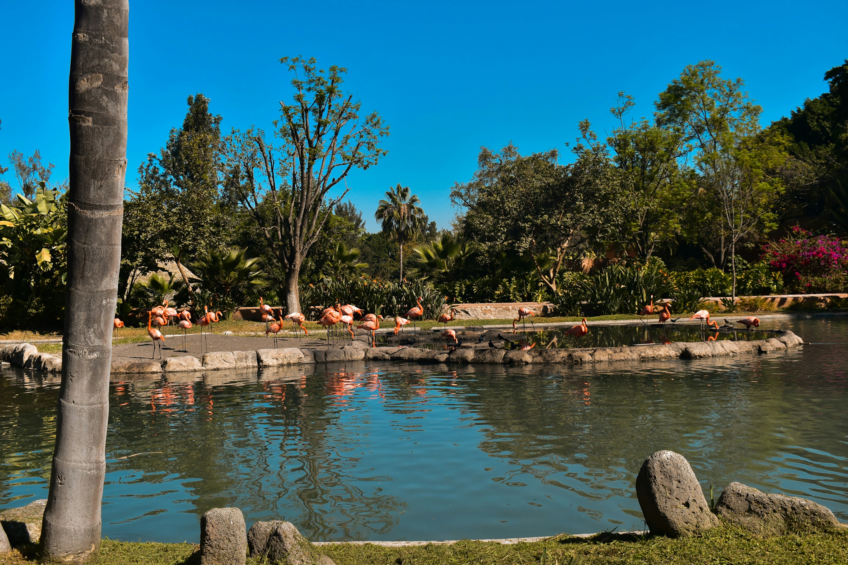 Flamingos wading gracefully in a tranquil lagoon surrounded by lush greenery and vibrant flowers.