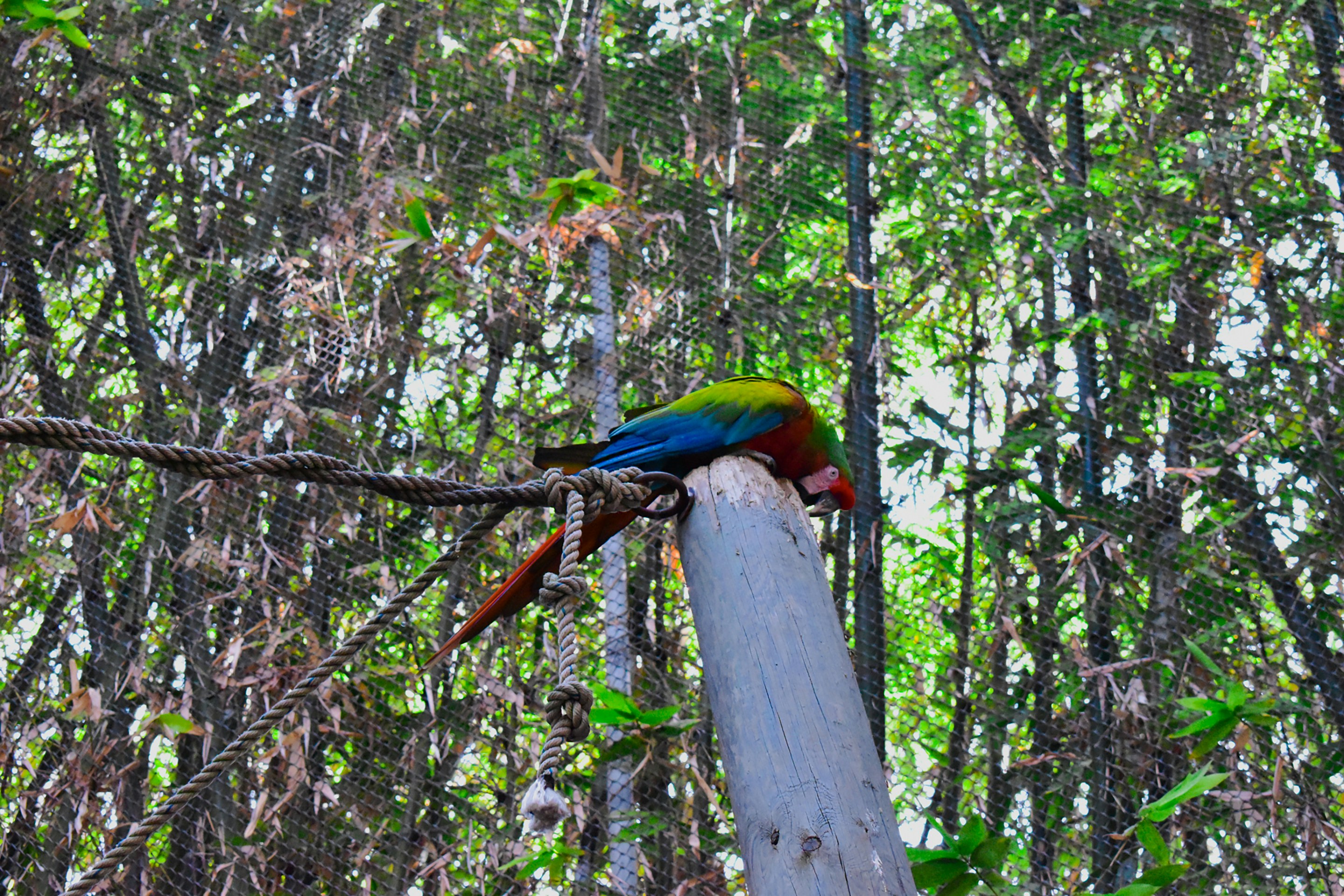 Color Arc on a Weathered Post: A Macaw Perched Amid Green Netting