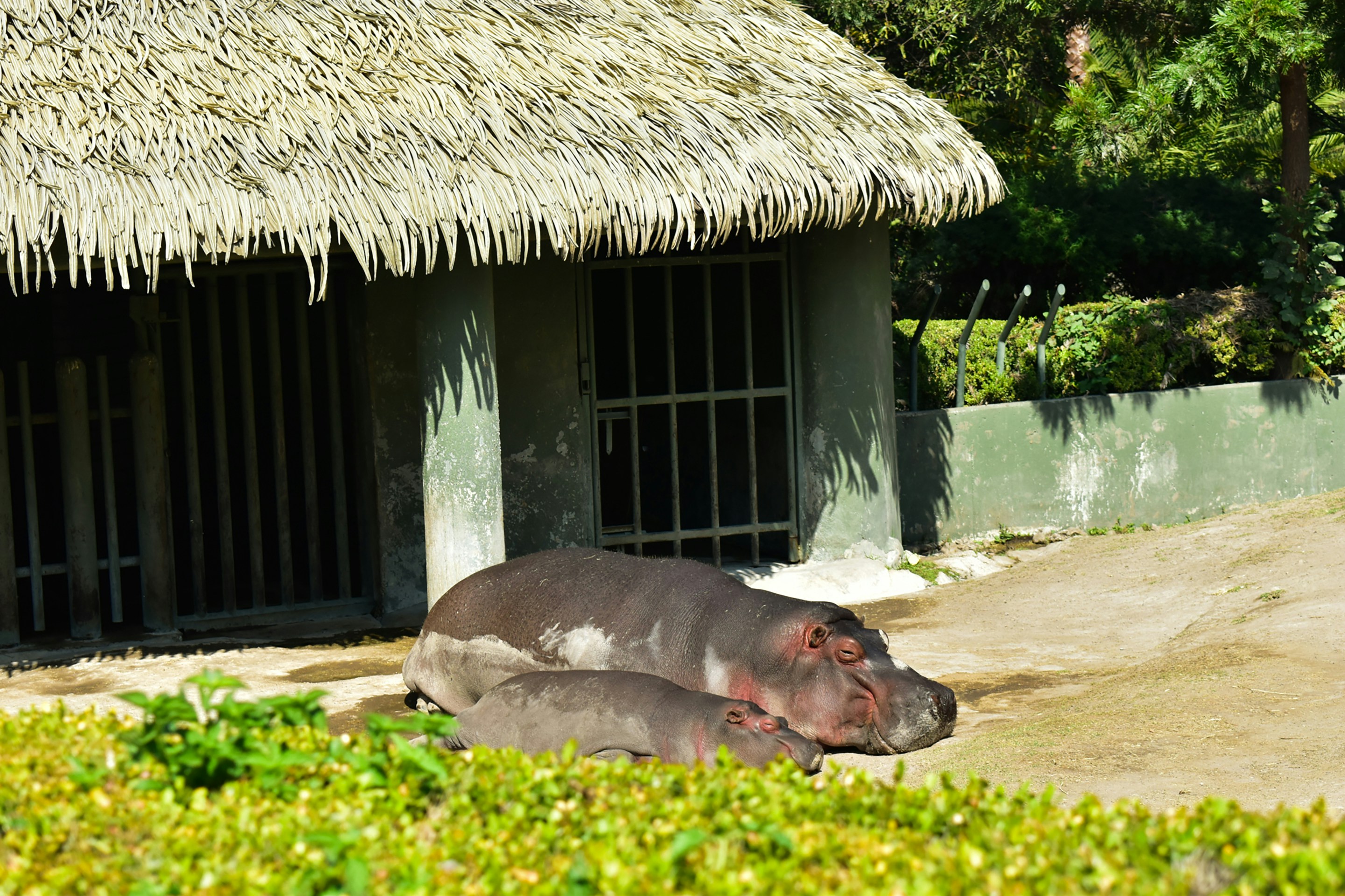 A hippo laying on the ground in front of a hut photo – Free Hippo Image ...