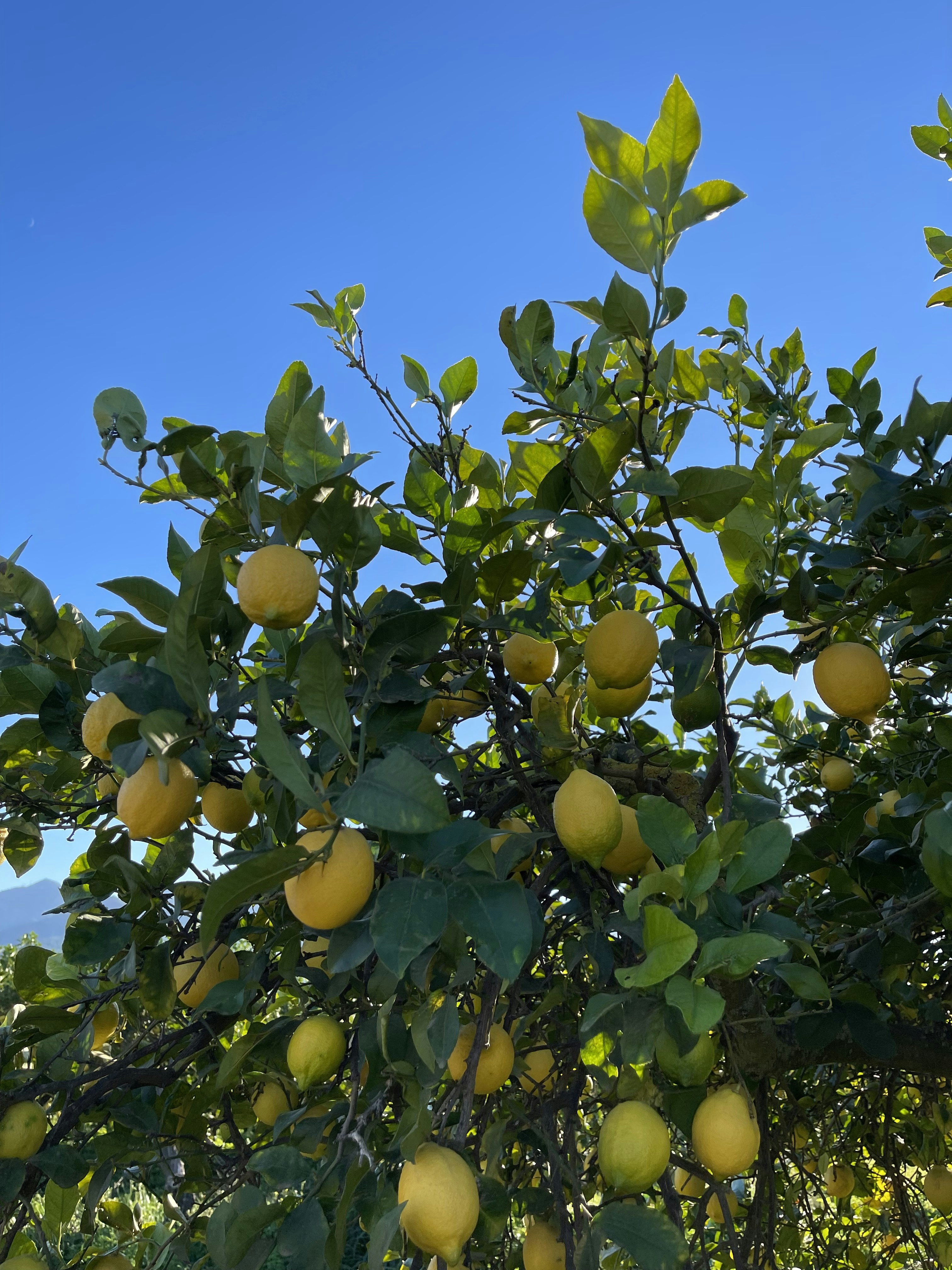 Un arbre rempli de beaucoup de fruits jaunes photo – Photo Espagne ...