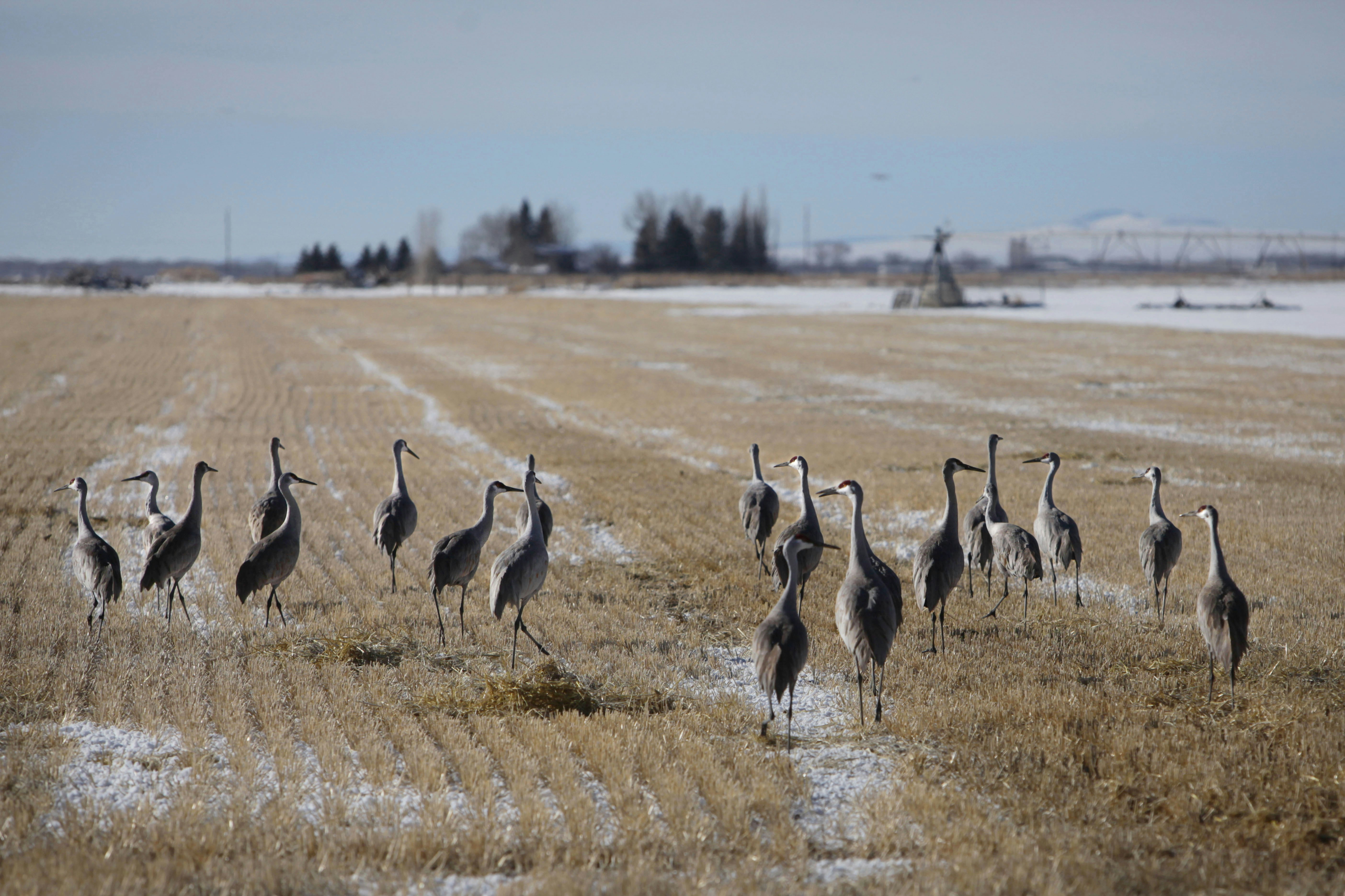 A large group of birds standing in a field photo – Free Farm field ...