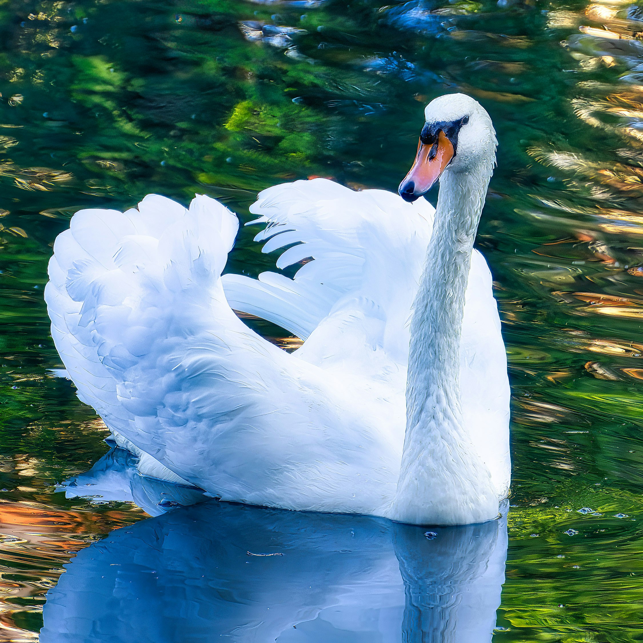 Beautiful Swan Flying
