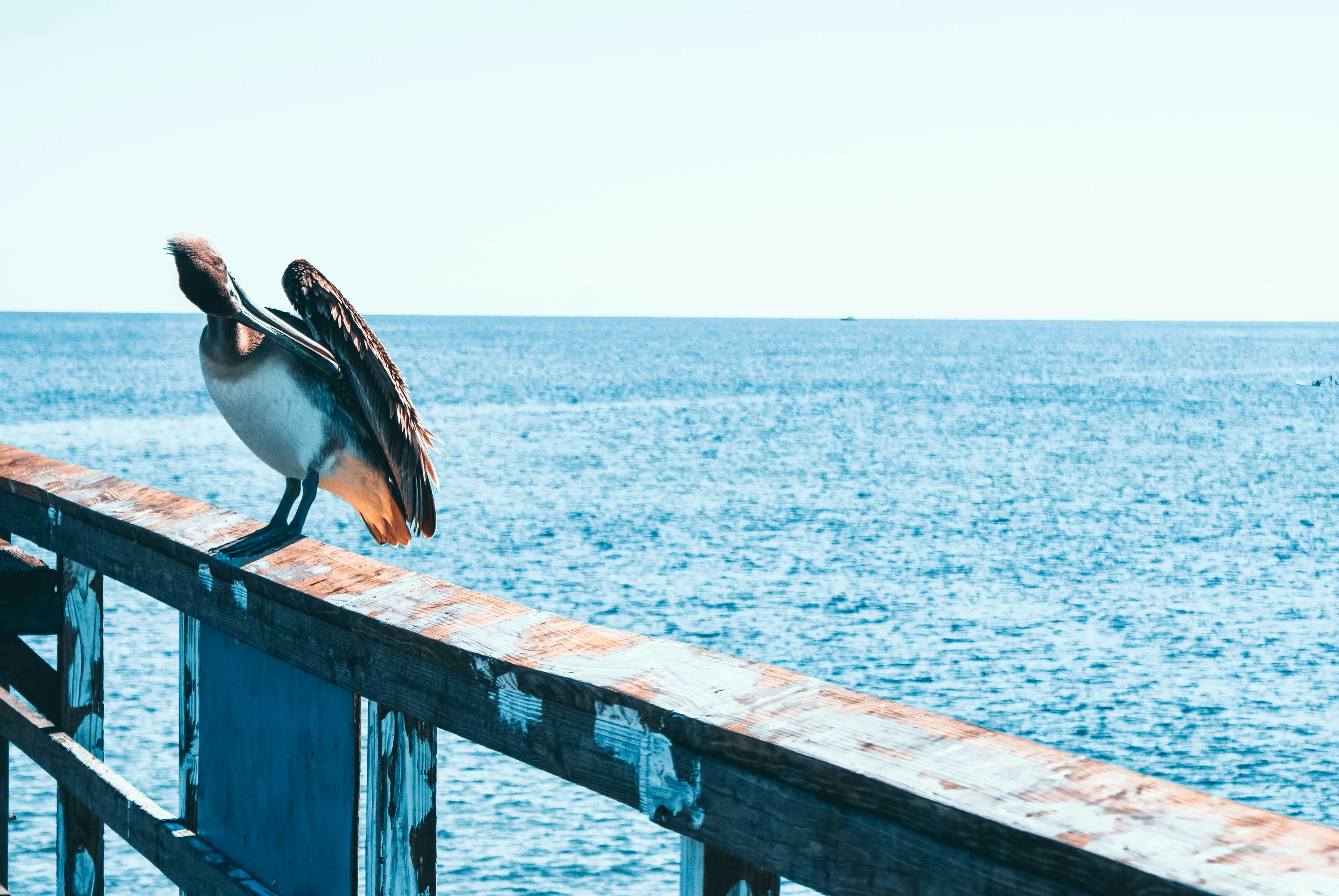 A pelican stands on a weathered wooden railing overlooking a calm sea, embodying tranquility against a bright sky.