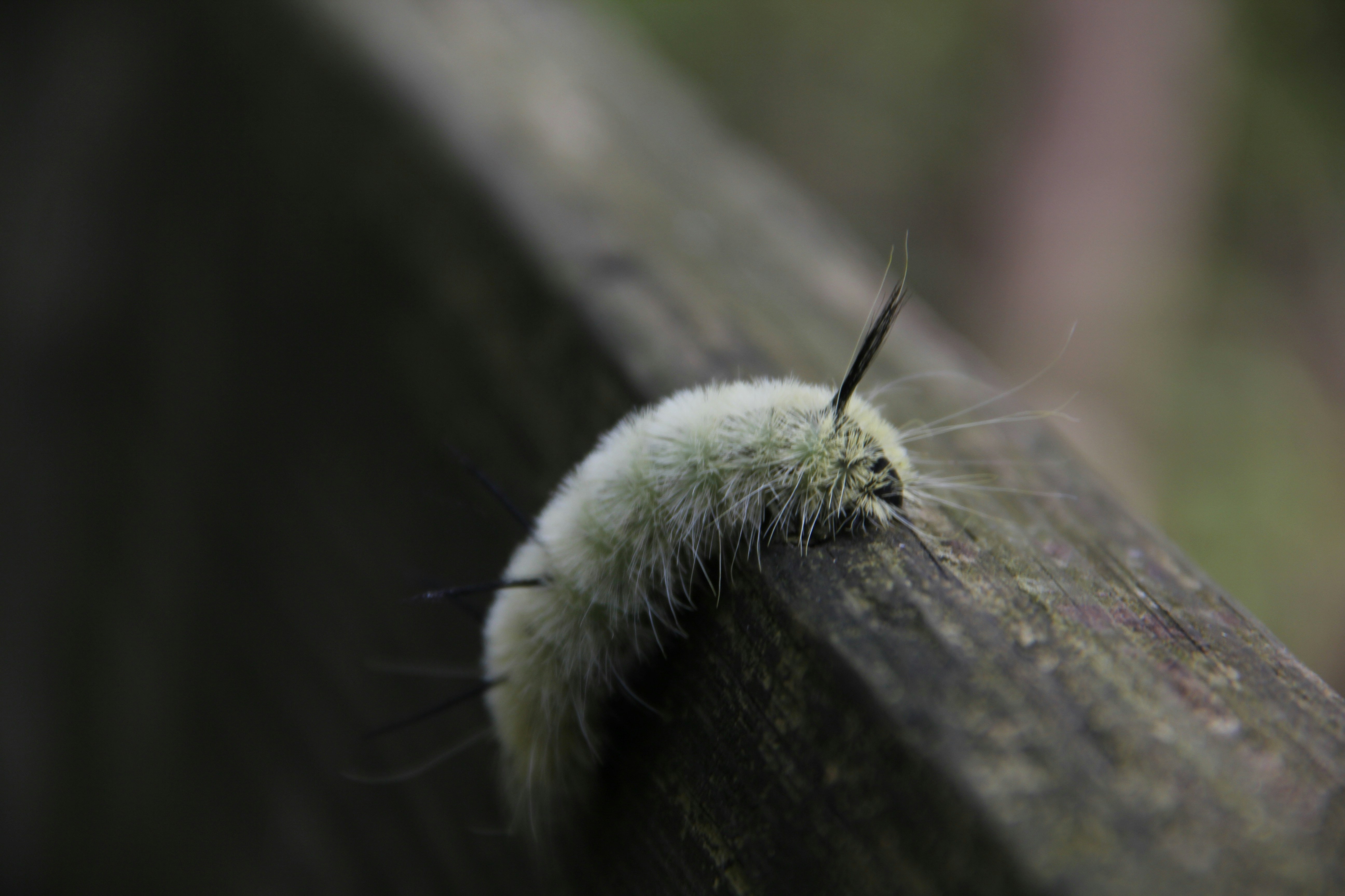 A fuzzy caterpillar resting on a weathered wooden surface, showcasing its delicate textures and unique coloration.