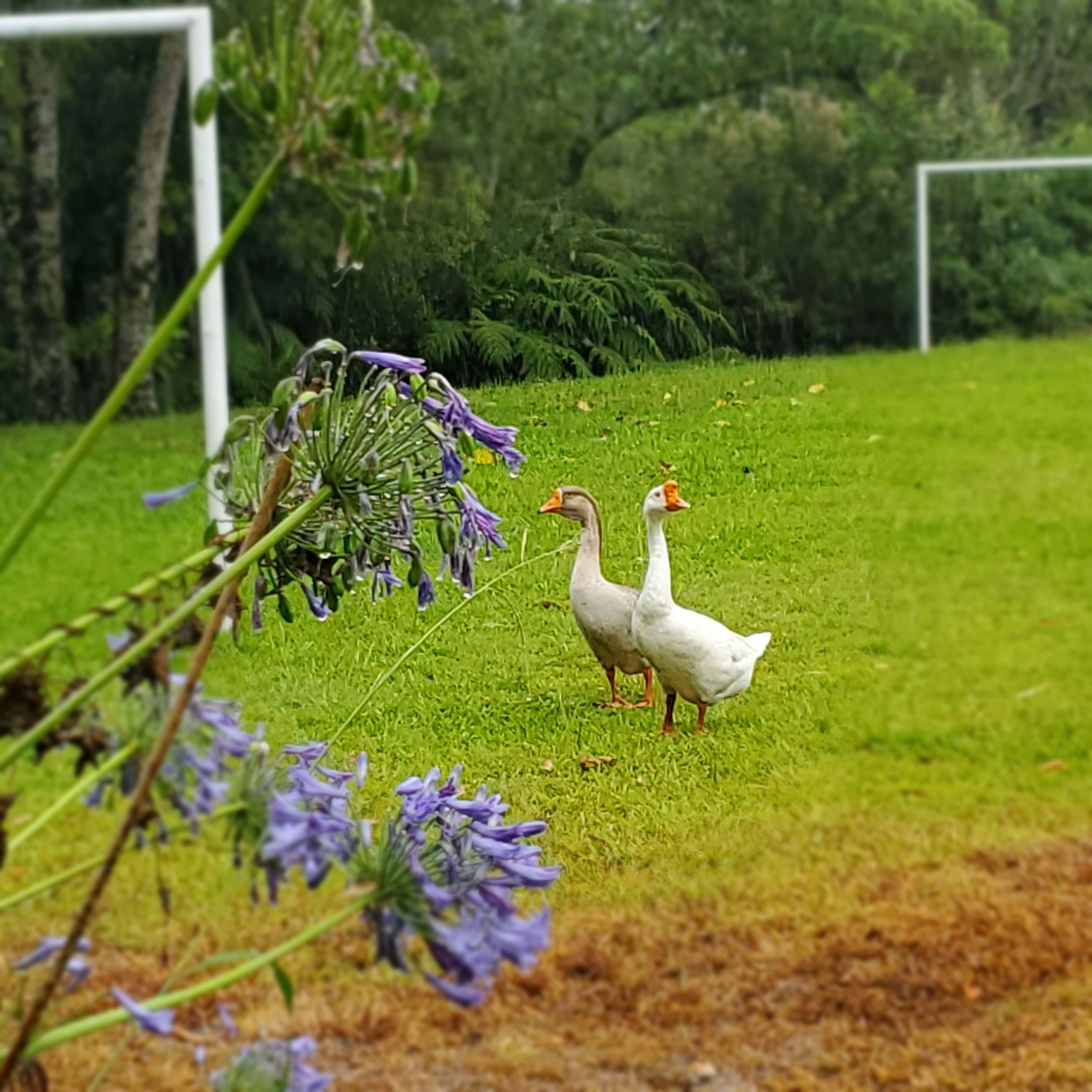Two Geese in a Green Field framed by Indigo Blooms