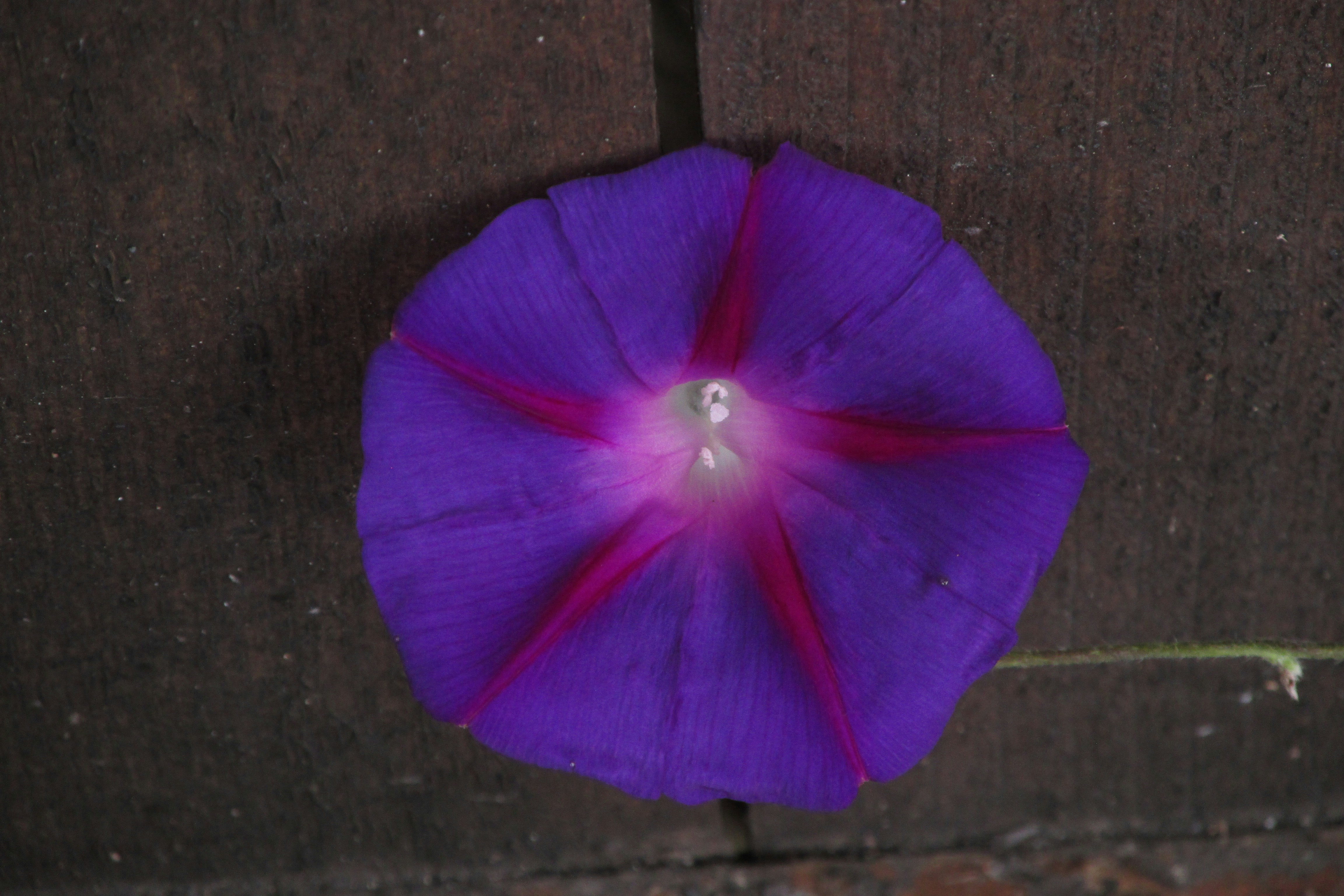 Purple morning glory flower with striking pink veins resting against a wooden backdrop.
