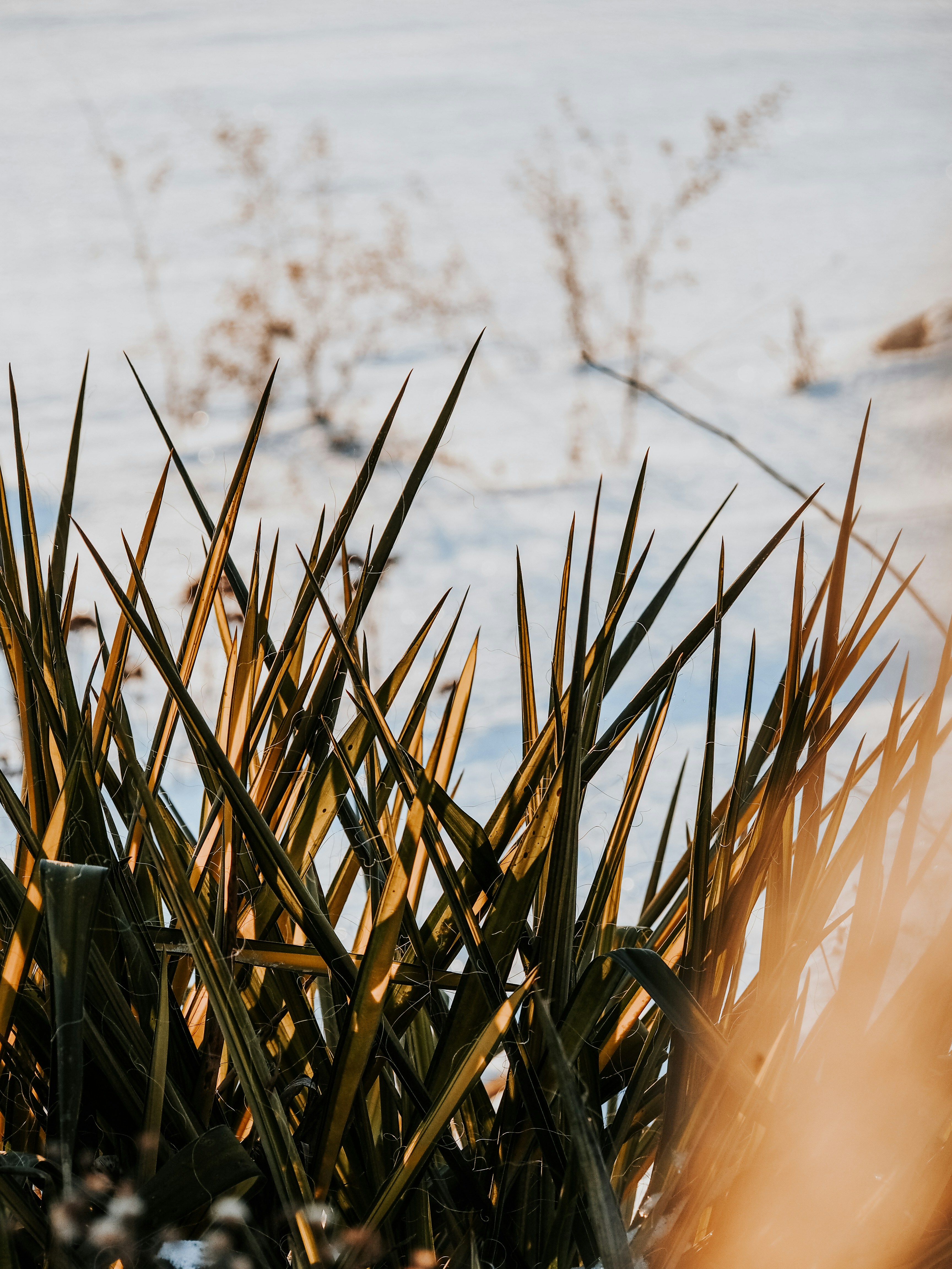 Sharp green blades of grass catching the warm glow of sunlight against a soft, blurred winter background. 