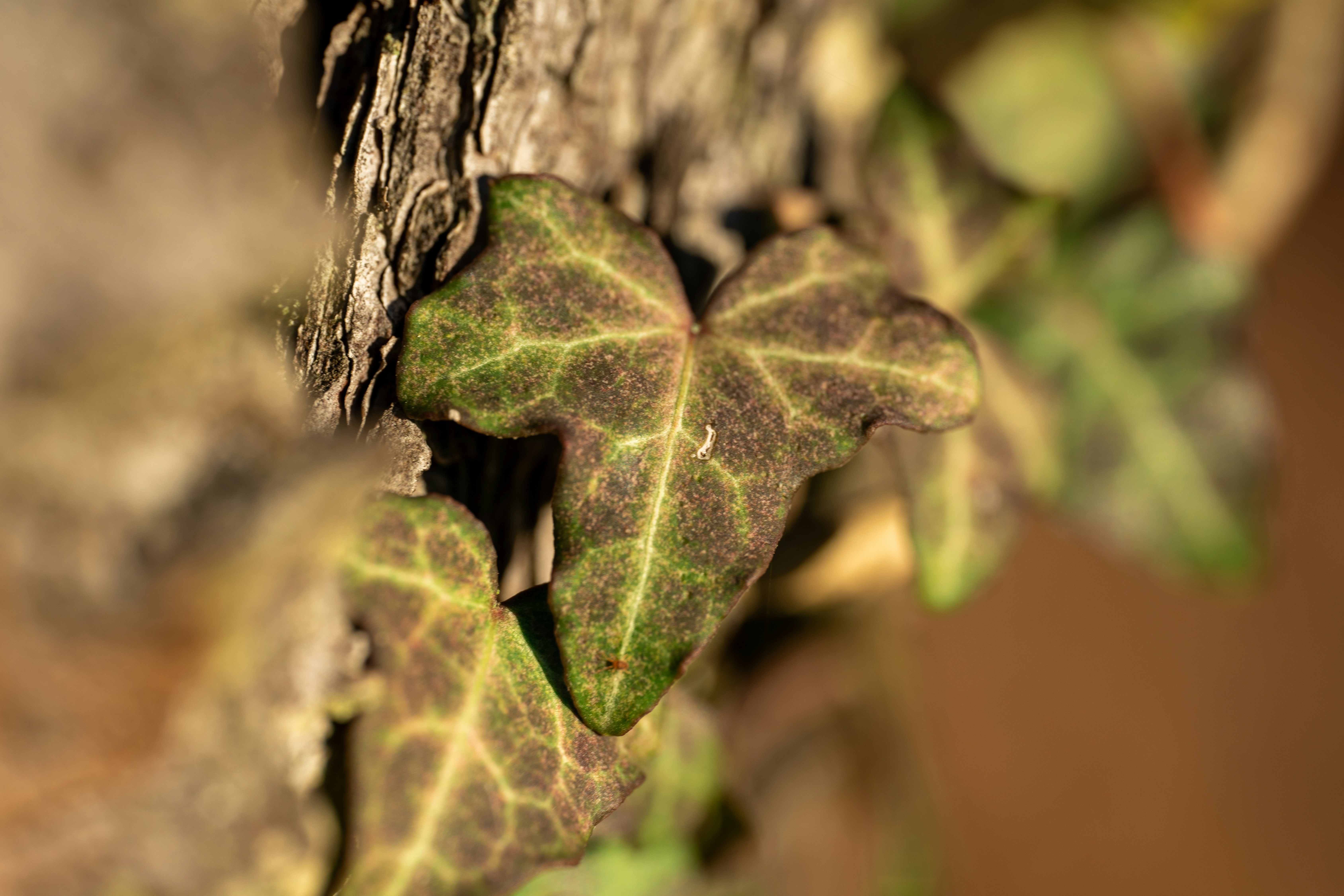 Vein-Map Ivy: Close-Up Portrait of a Leaf Clinging to Weathered Bark in Soft Warm Light