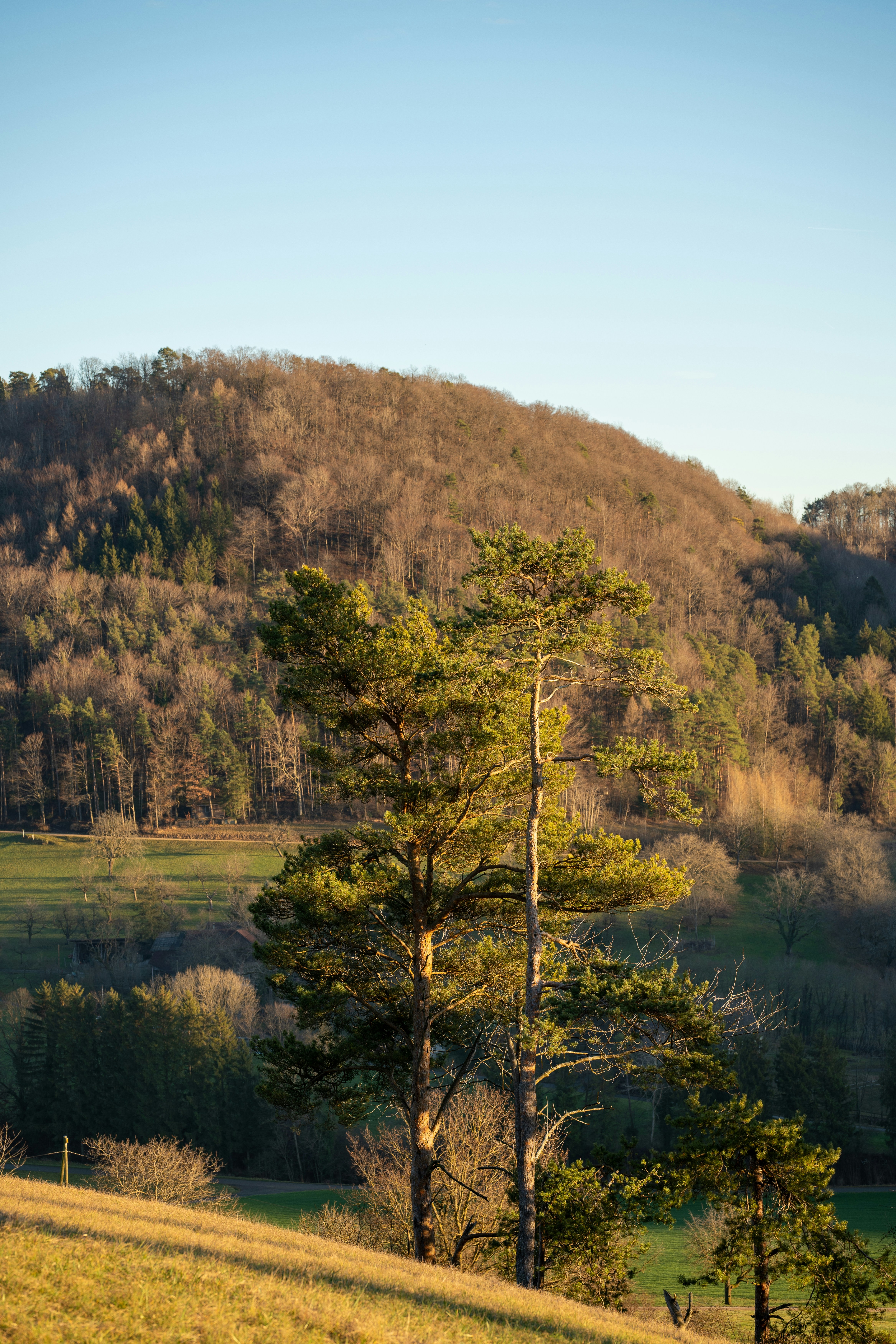 Twin Pines on a Sunlit Ridge Beneath a Clear Sky