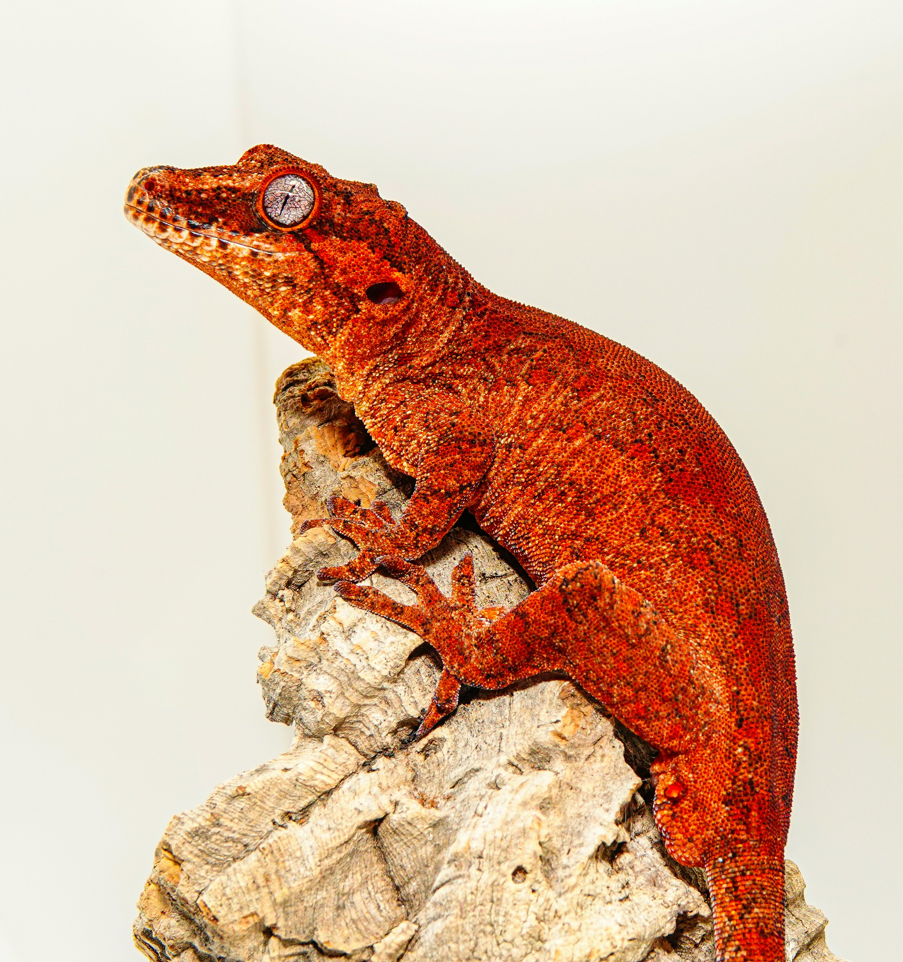 Un lézard rouge assis au sommet d’un rocher photo – Image gratuite de ...