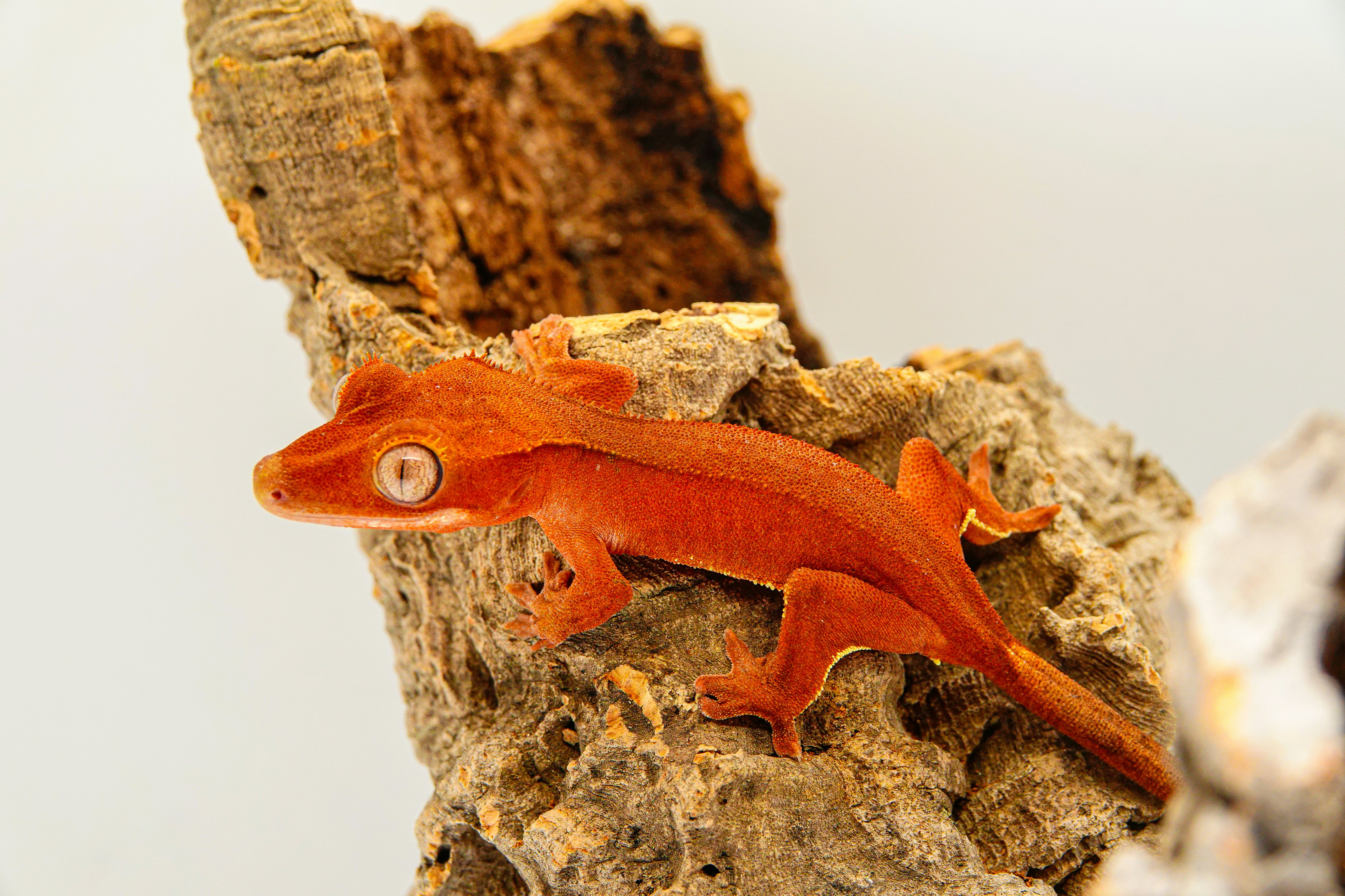 A red gecko sitting on top of a tree stump photo – Free Brooklyn Image ...