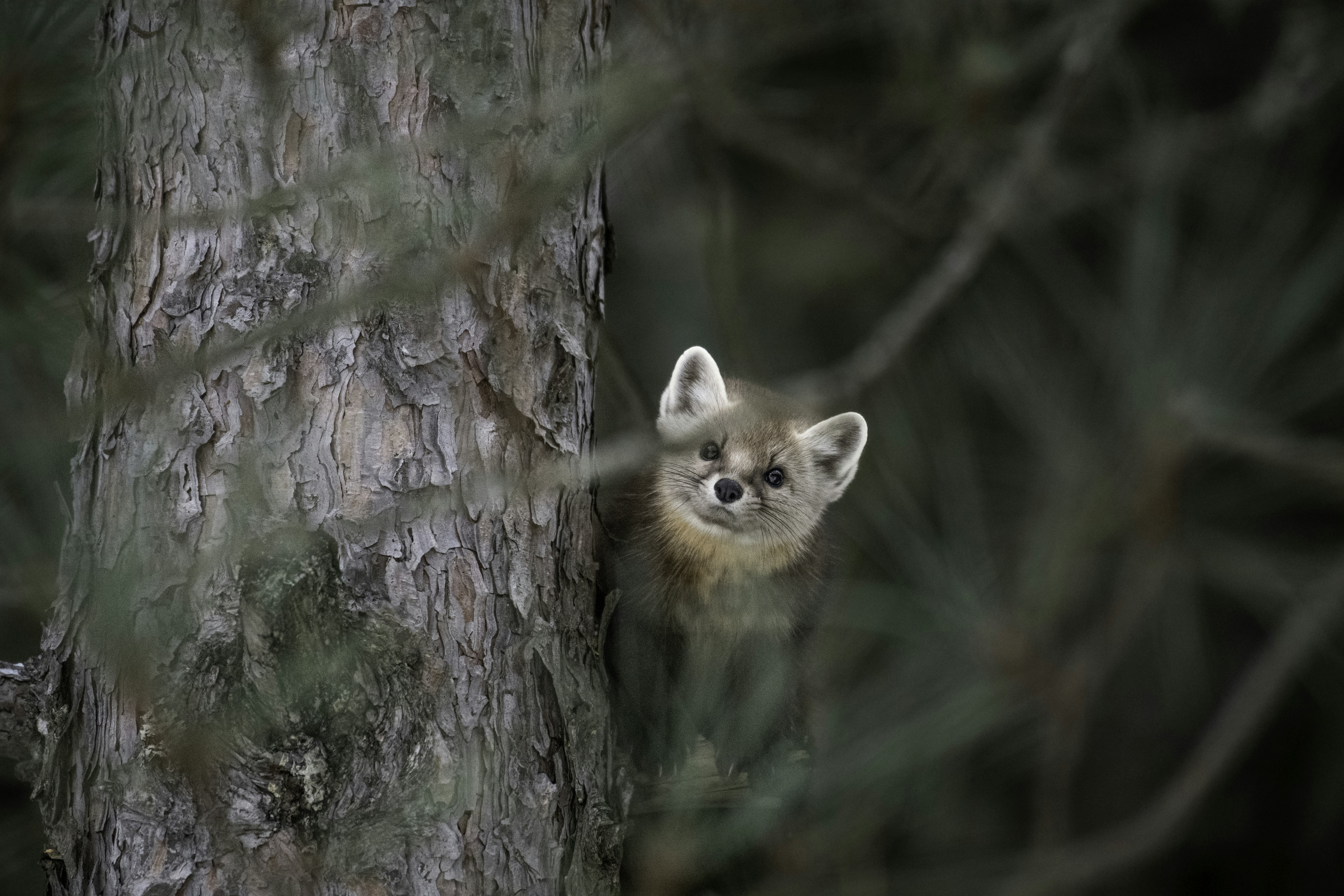 A small animal peeking out from behind a tree photo – Free Canada Image ...