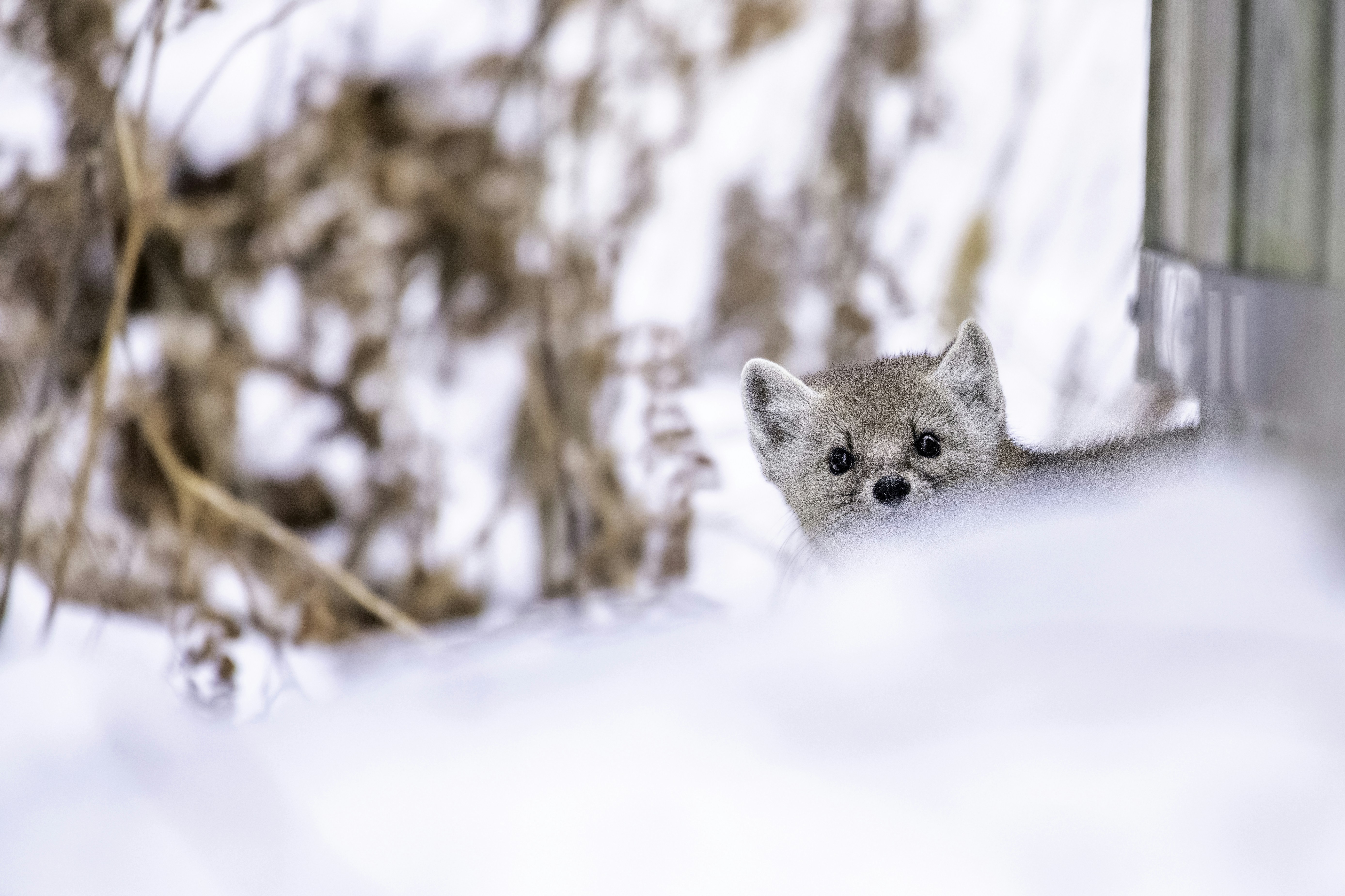 Baby Snow Fox