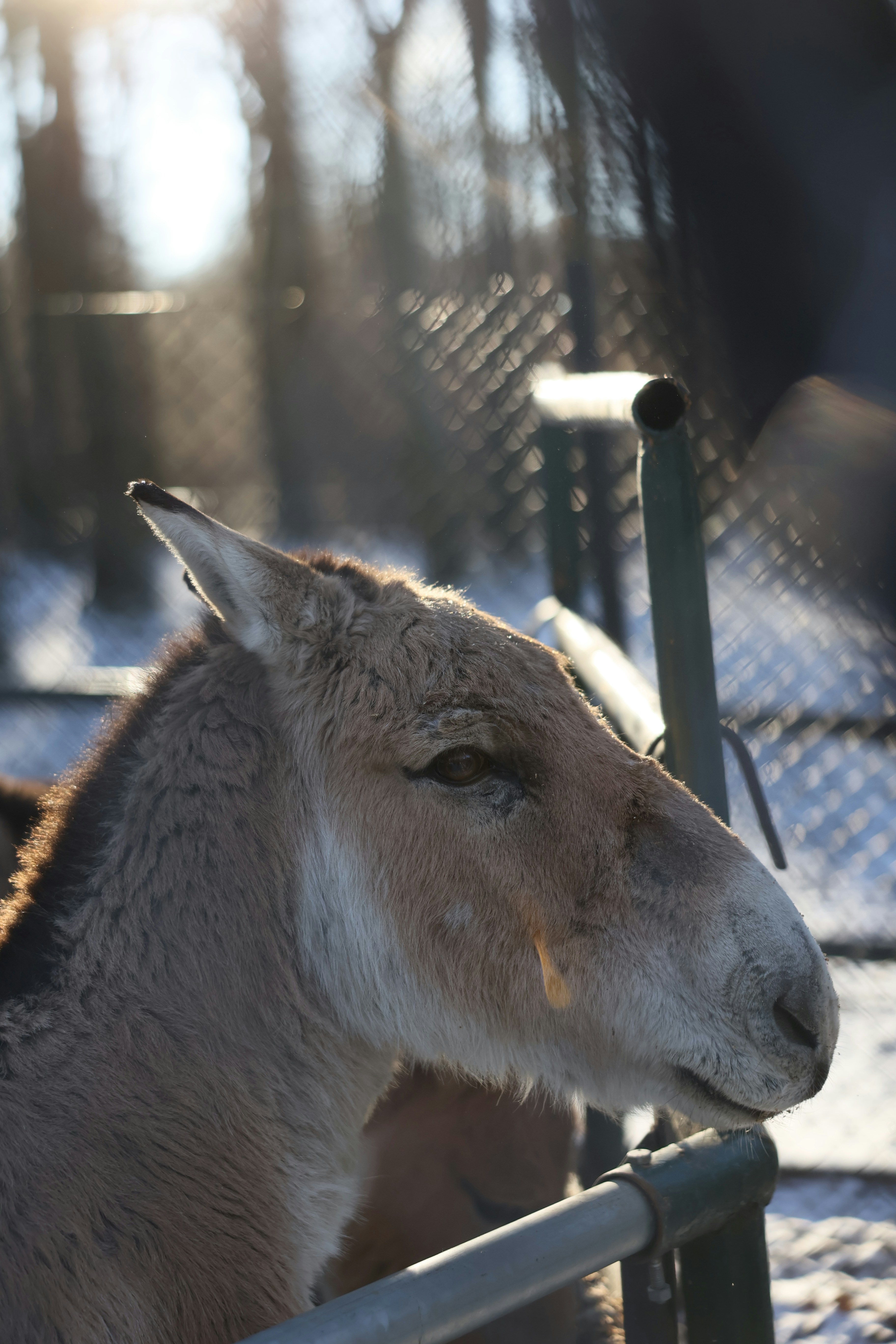 Glimmering Winter Gaze: Donkey at a Chain-Link Fence