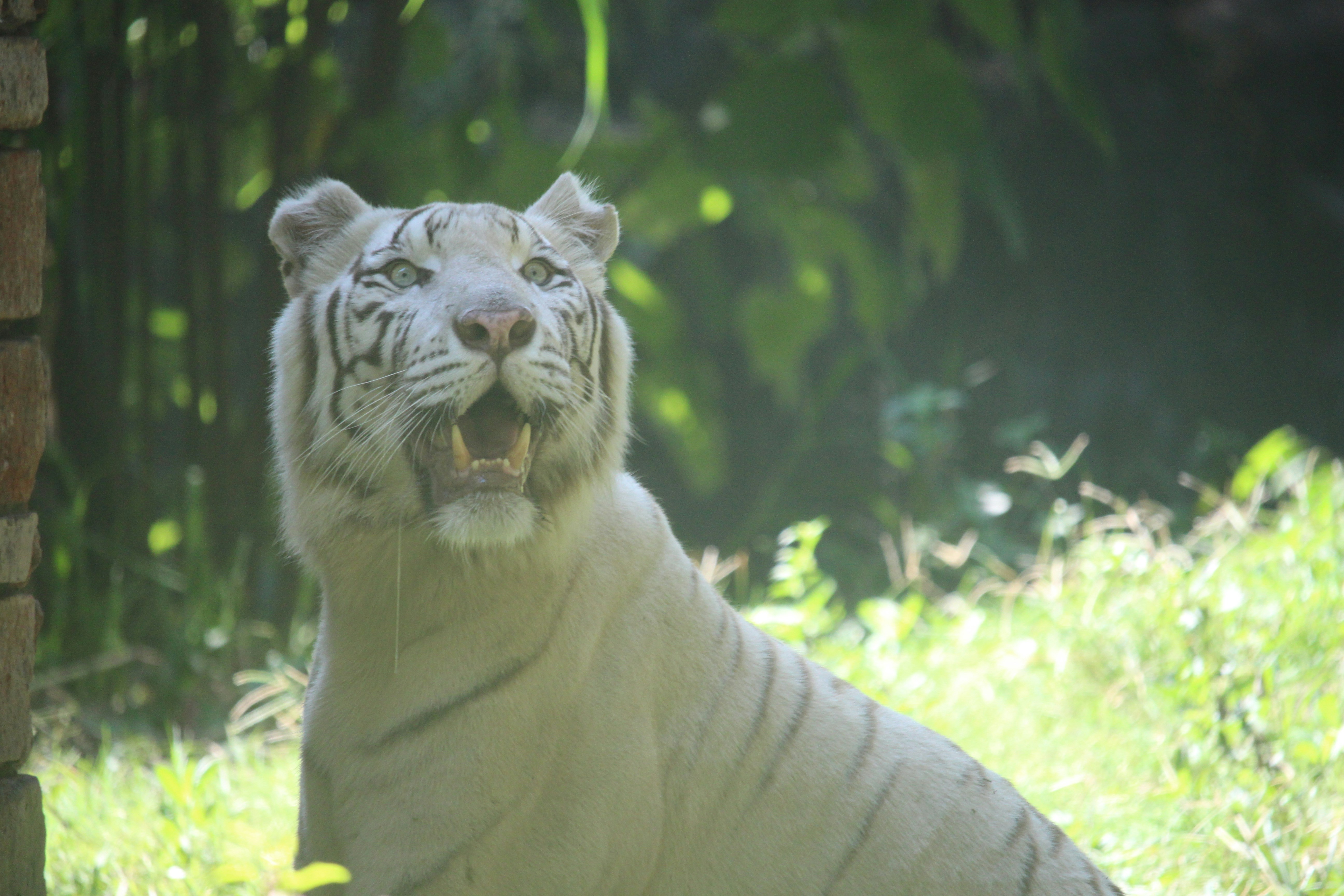 White tiger in dappled shade: a moment of wary calm