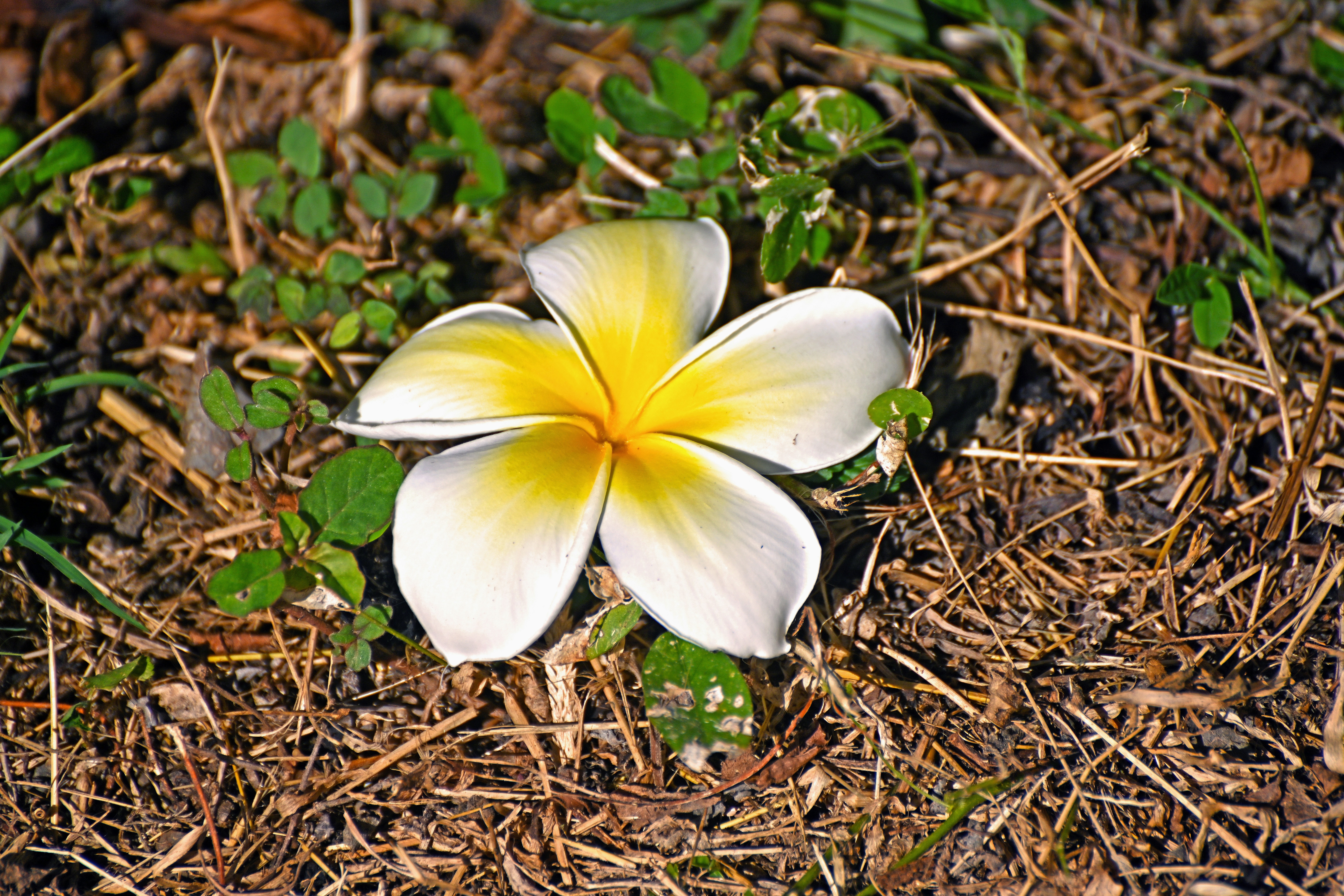 A frangipangi flower rests on the ground.