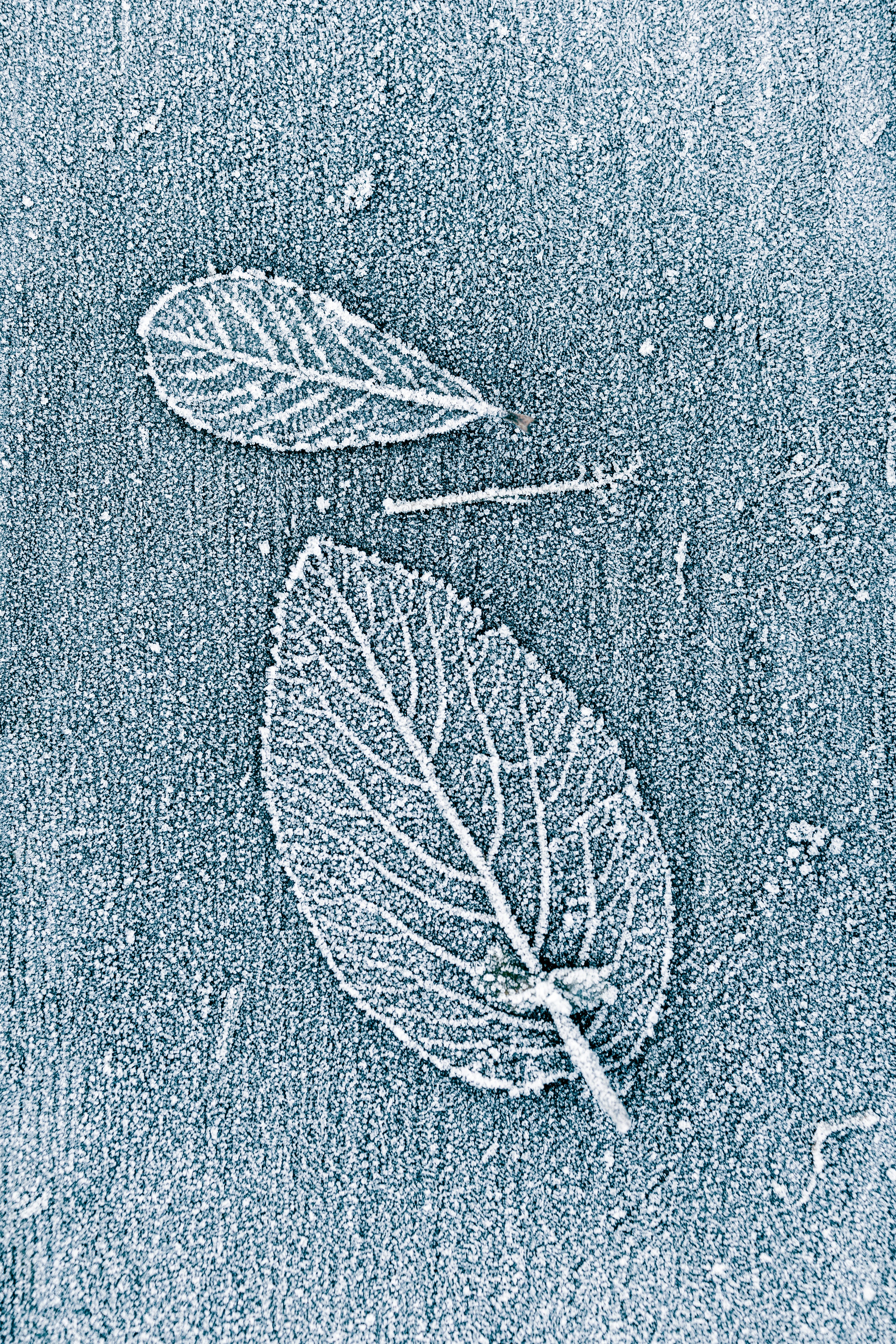 Crystal Veins on Frosted Canvas: A Leaf's Quiet Geometry
