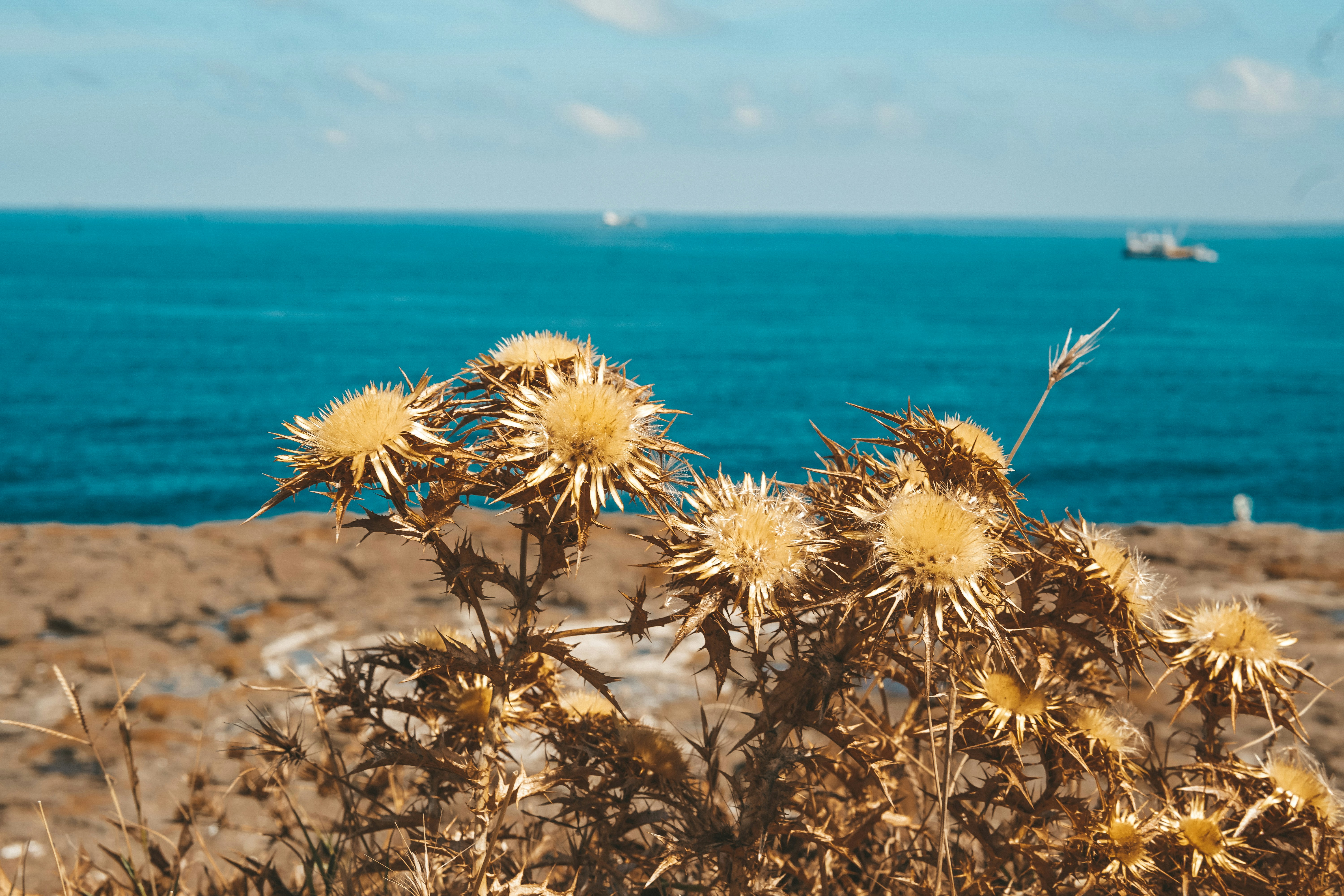 Golden Thistles at the Edge of a Turquoise Sea