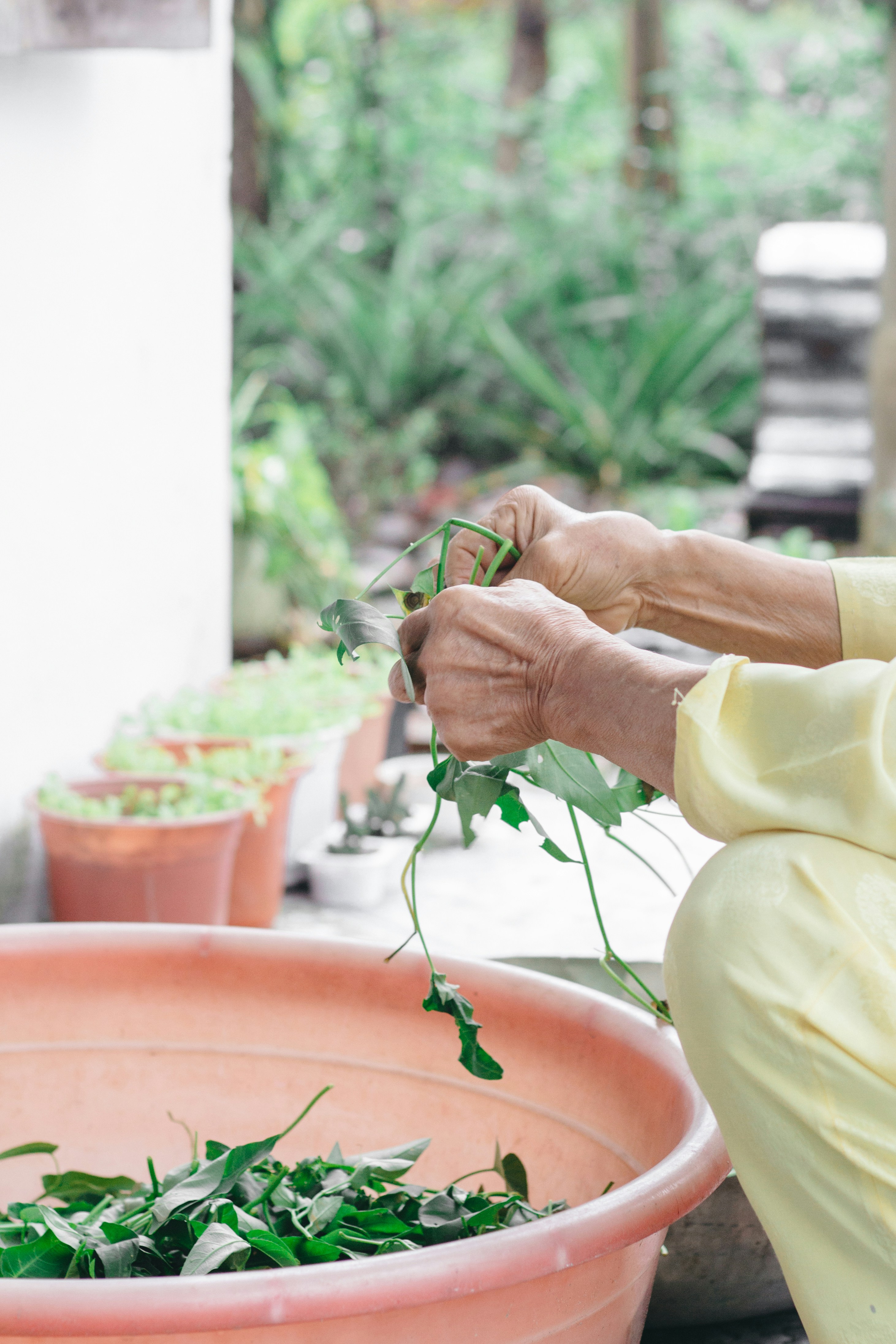 Hands at Work: Pruning Greenery over a Pink Basin