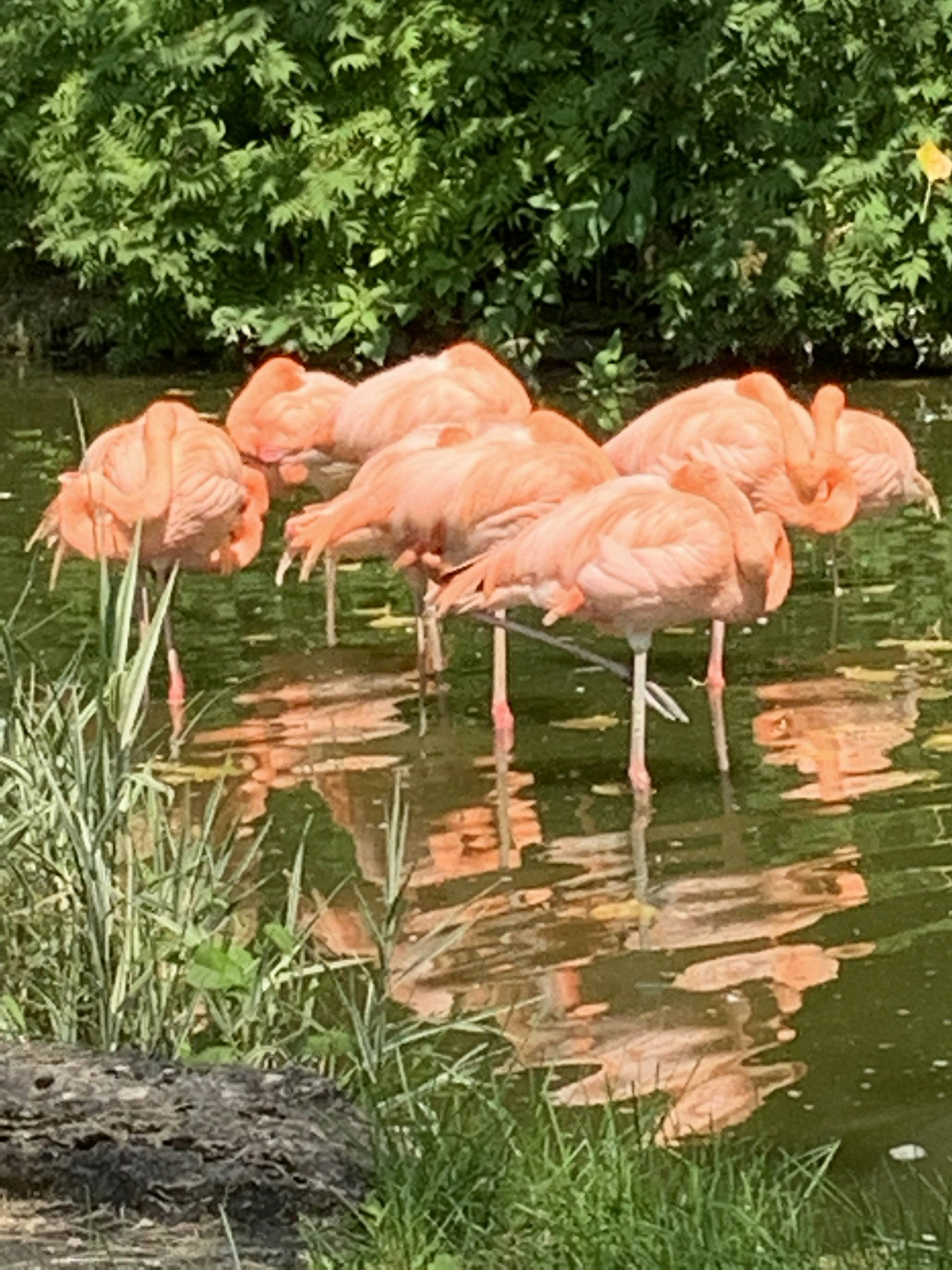 Rosy Flamingos Gather at a Quiet Pond by Green Canopy