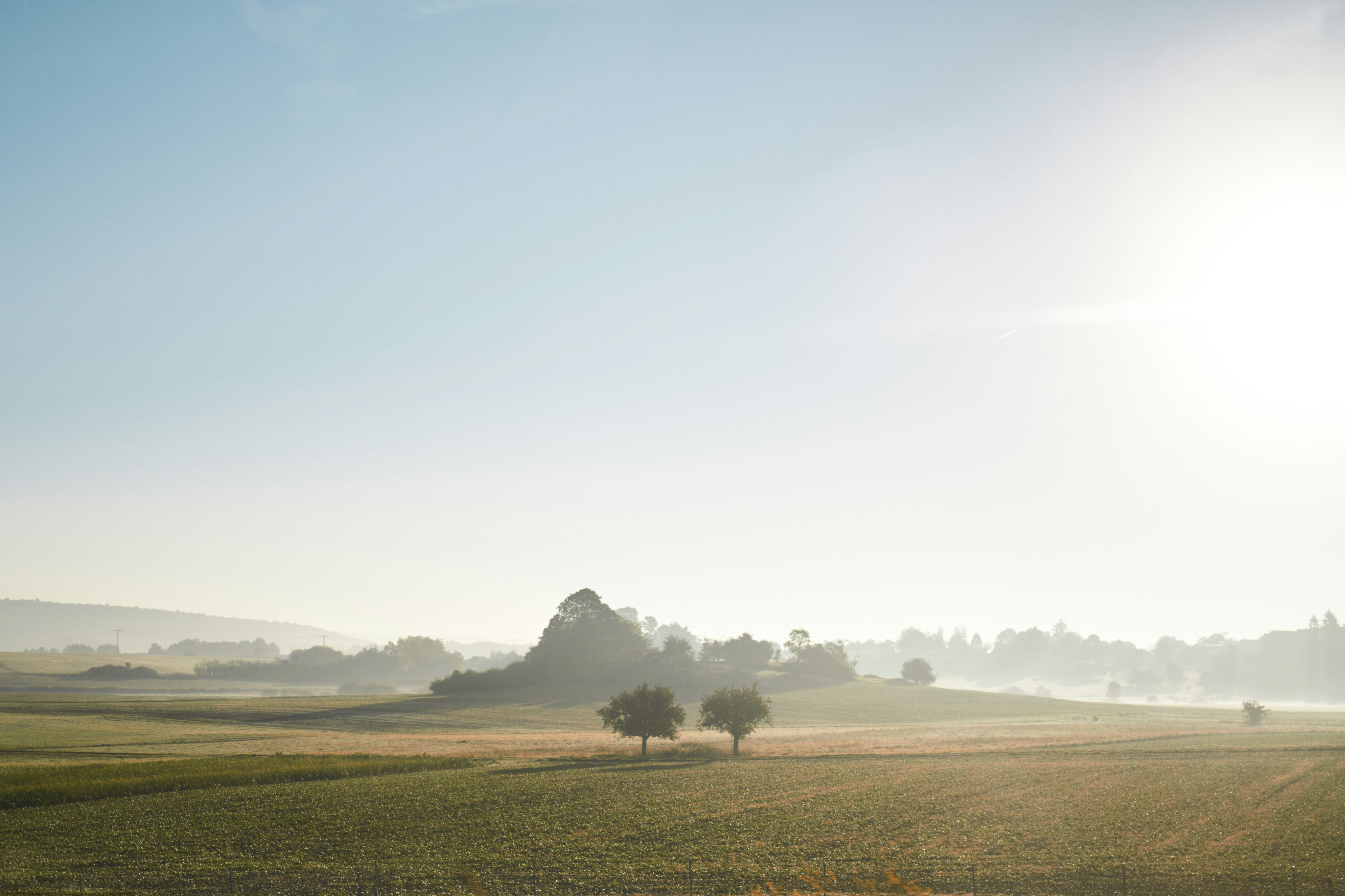Dawn Mist over the Flatlands: Twin Trees Stand at the Horizon