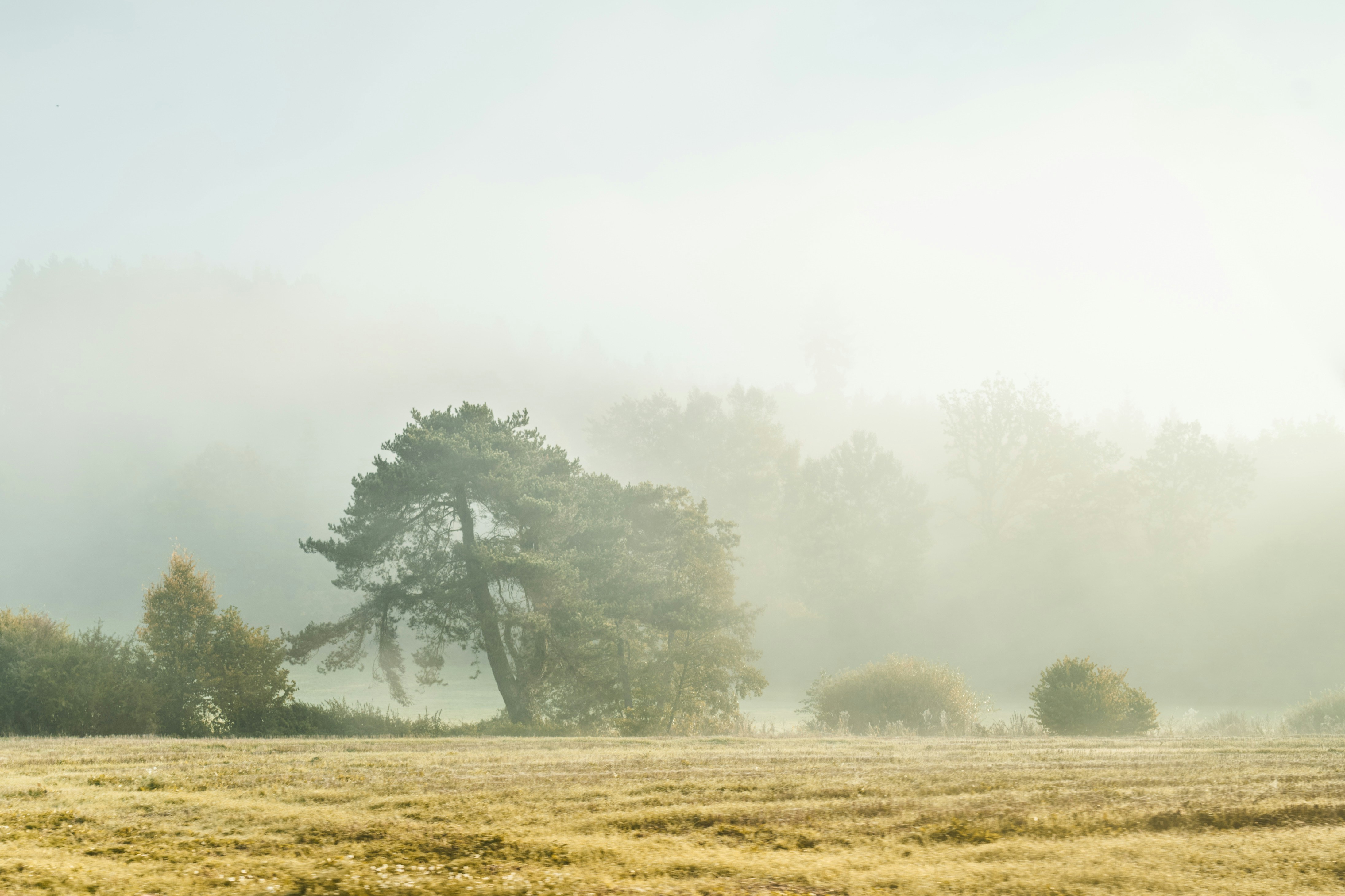 Lone tree stands amidst a foggy meadow, surrounded by soft hues of autumn foliage. The tranquility of the scene evokes a sense of calm.