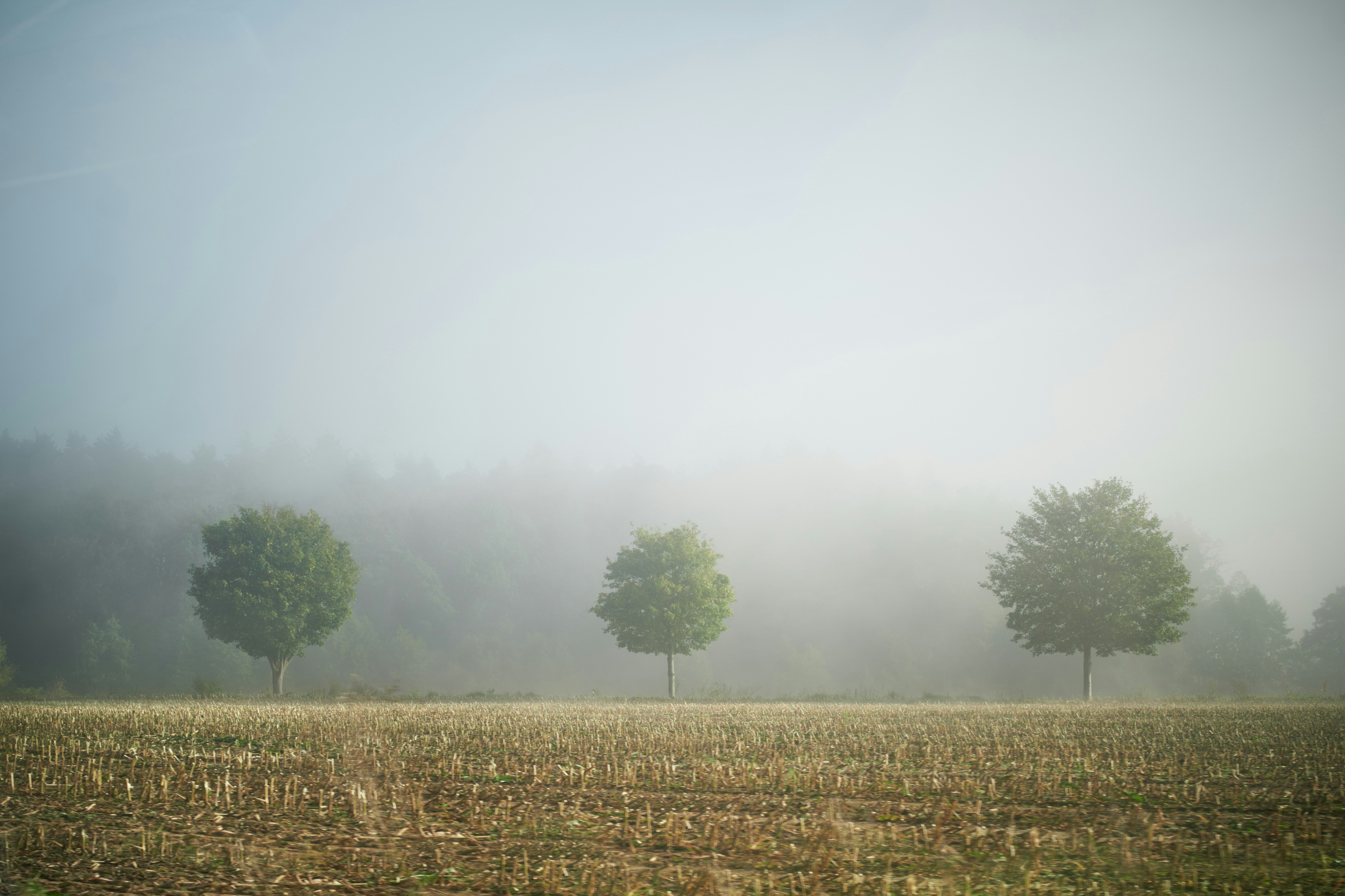 A foggy field with three trees in the distance photo – Free Land Image ...