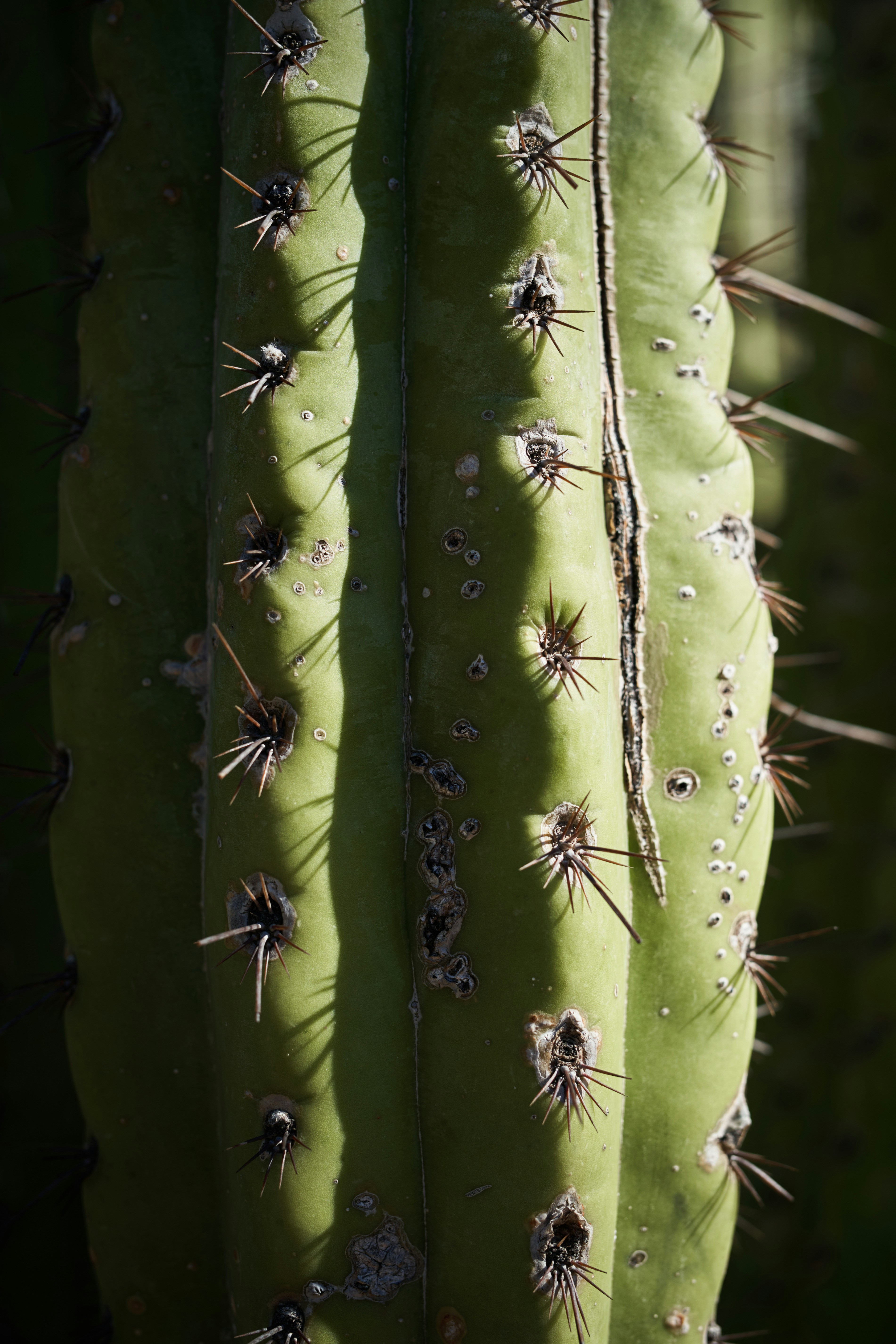 Close-up of a cactus displaying intricate textures and shadows cast by its spines, highlighting its survival in arid conditions.
