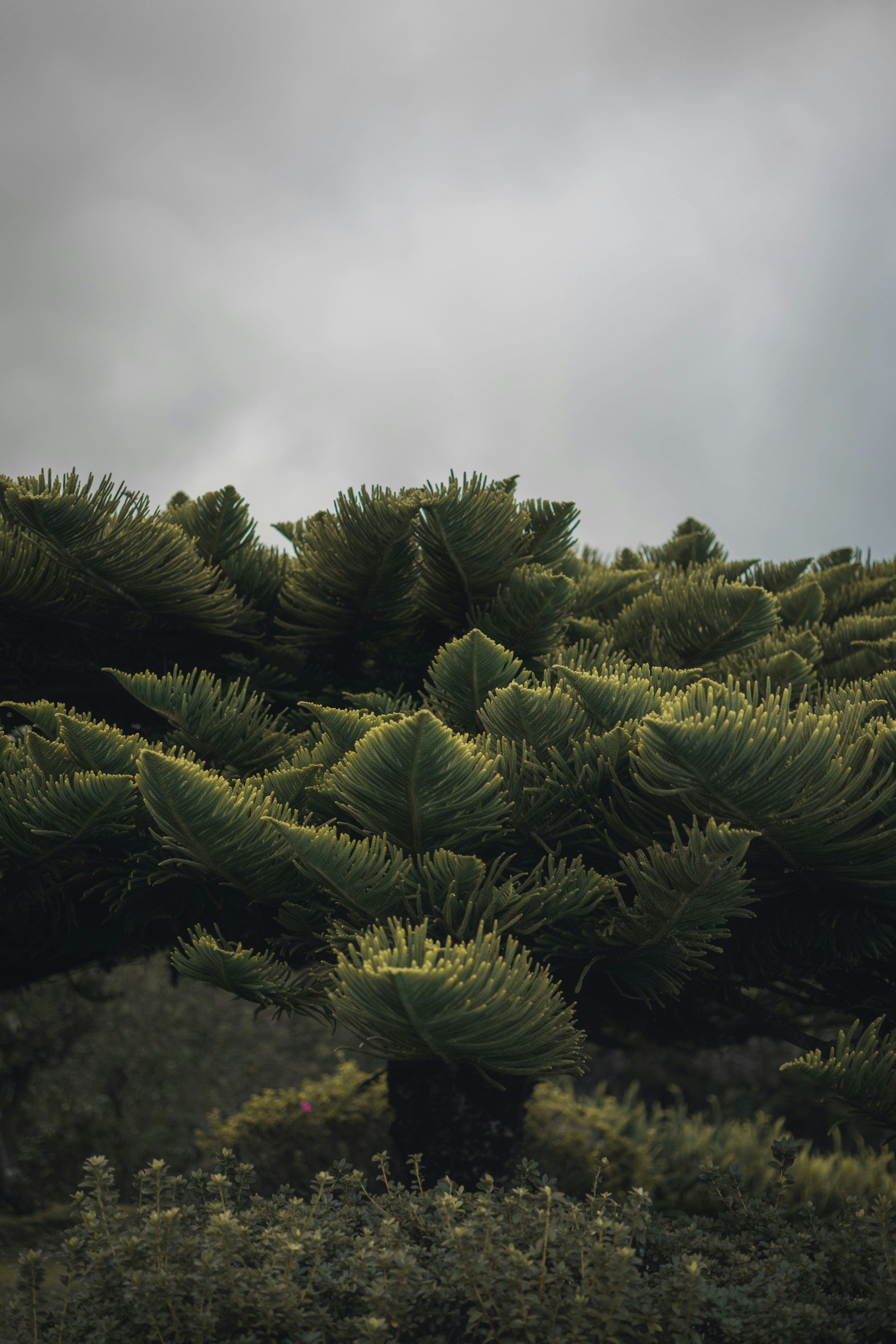 Lush, spiraled foliage of a unique tree against a moody sky, showcasing nature's intricate patterns. The scene evokes a sense of tranquility.
