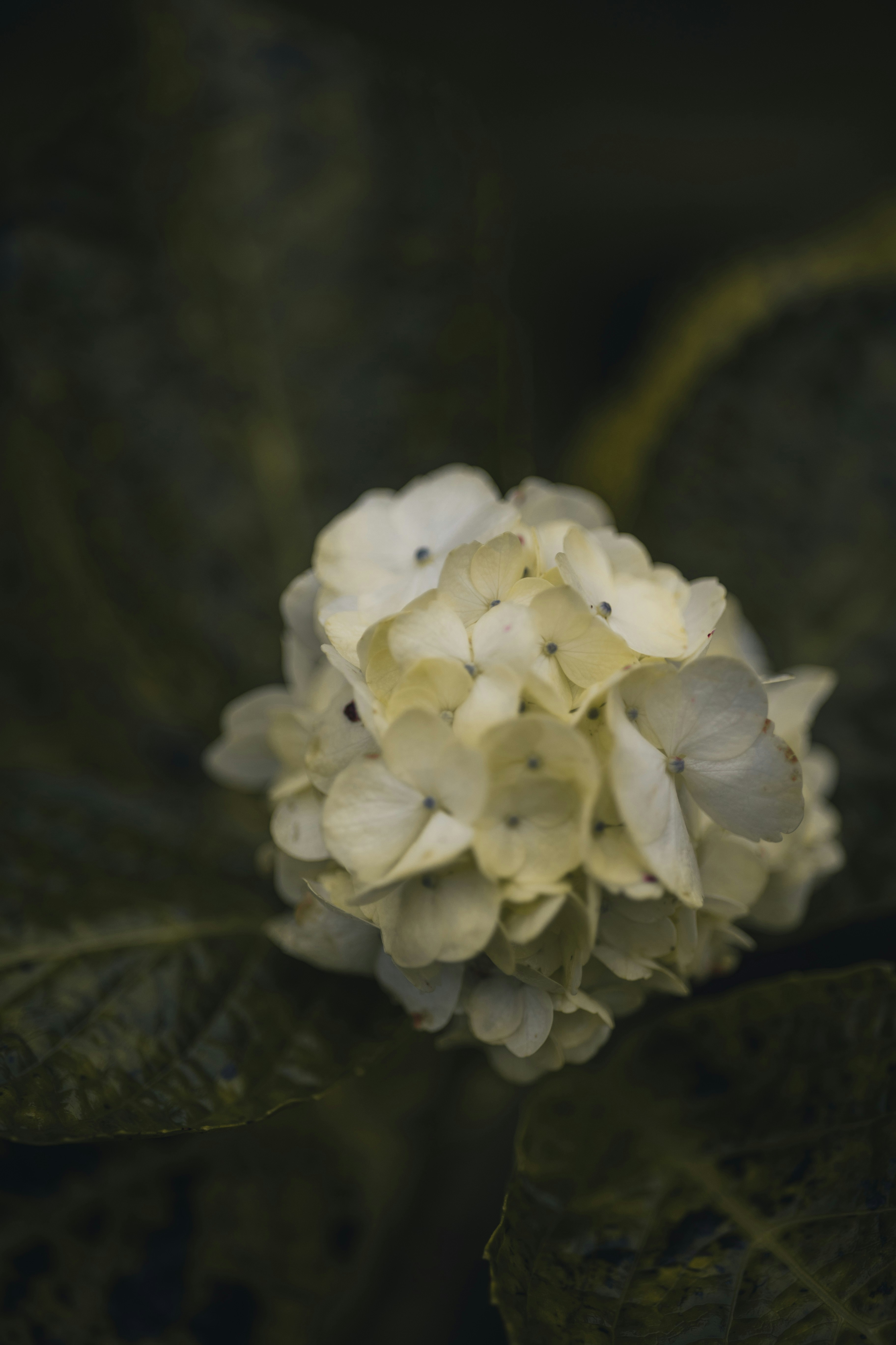 Delicate white hydrangea blooms nestled among lush green leaves, showcasing intricate petal details and natural textures.