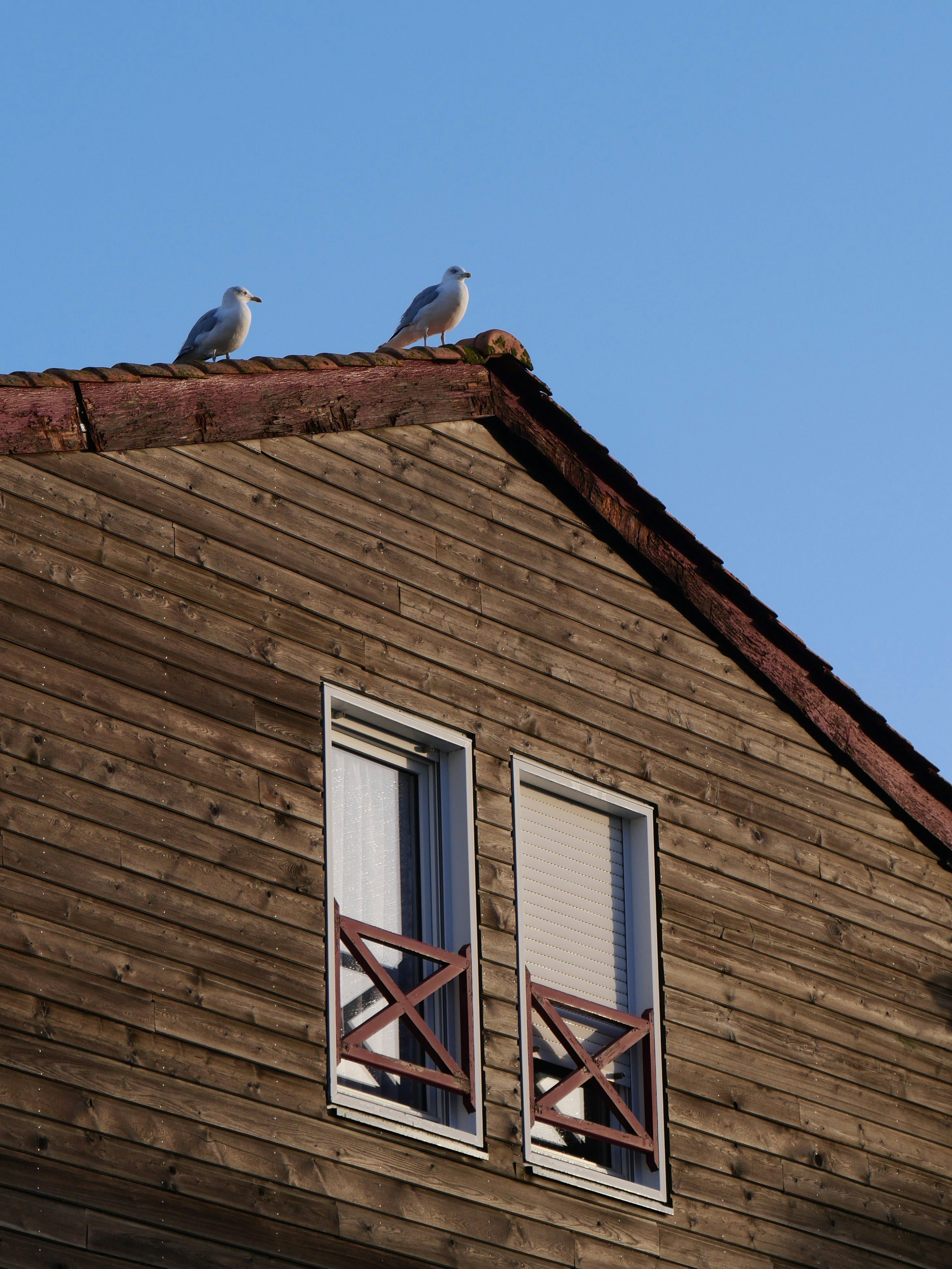 Seabirds on a Weathered Ridge: Quiet Vigil Above a Sunlit Roof