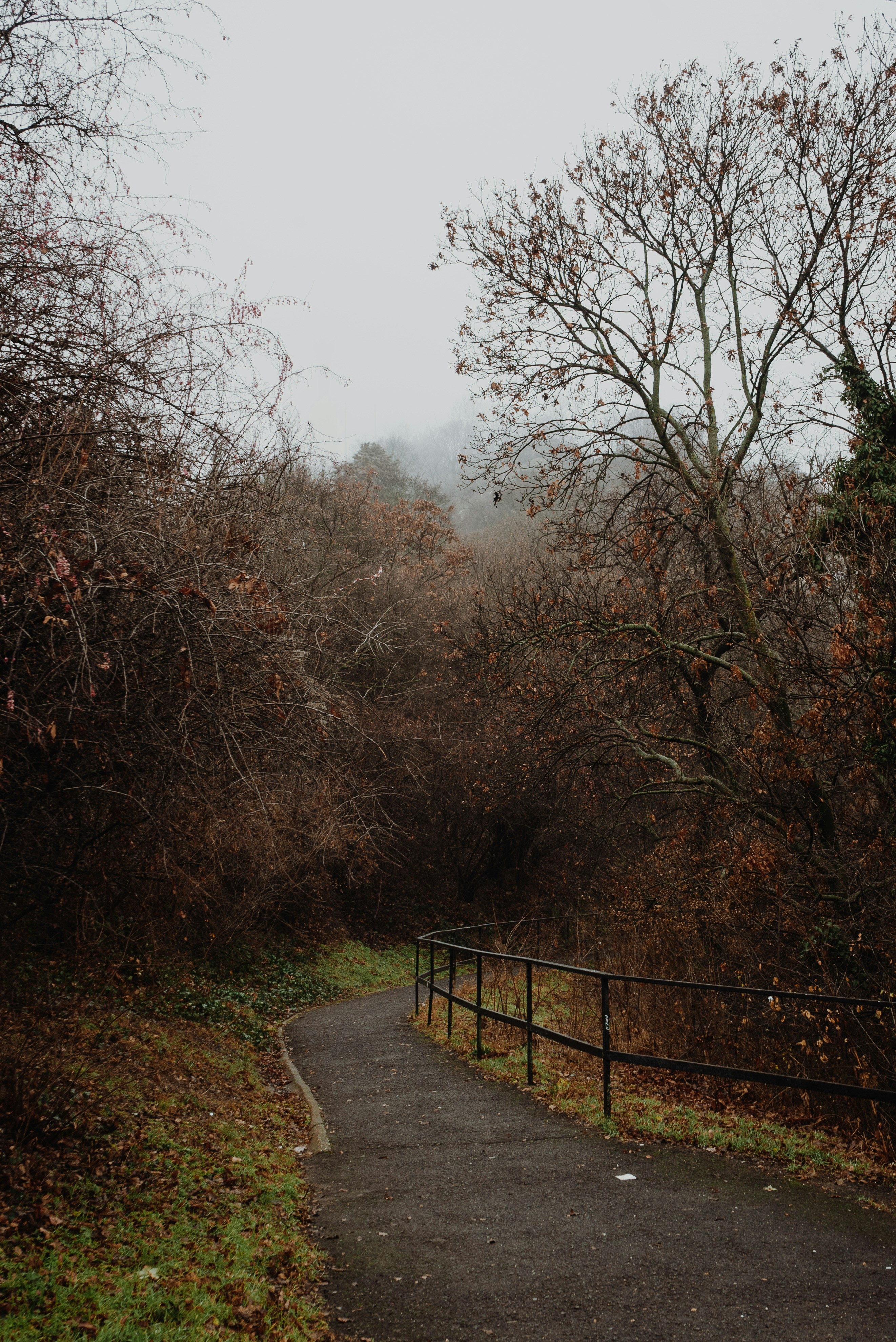 Fog-Wrapped Trail Beneath a Leafless Arboreal Canopy