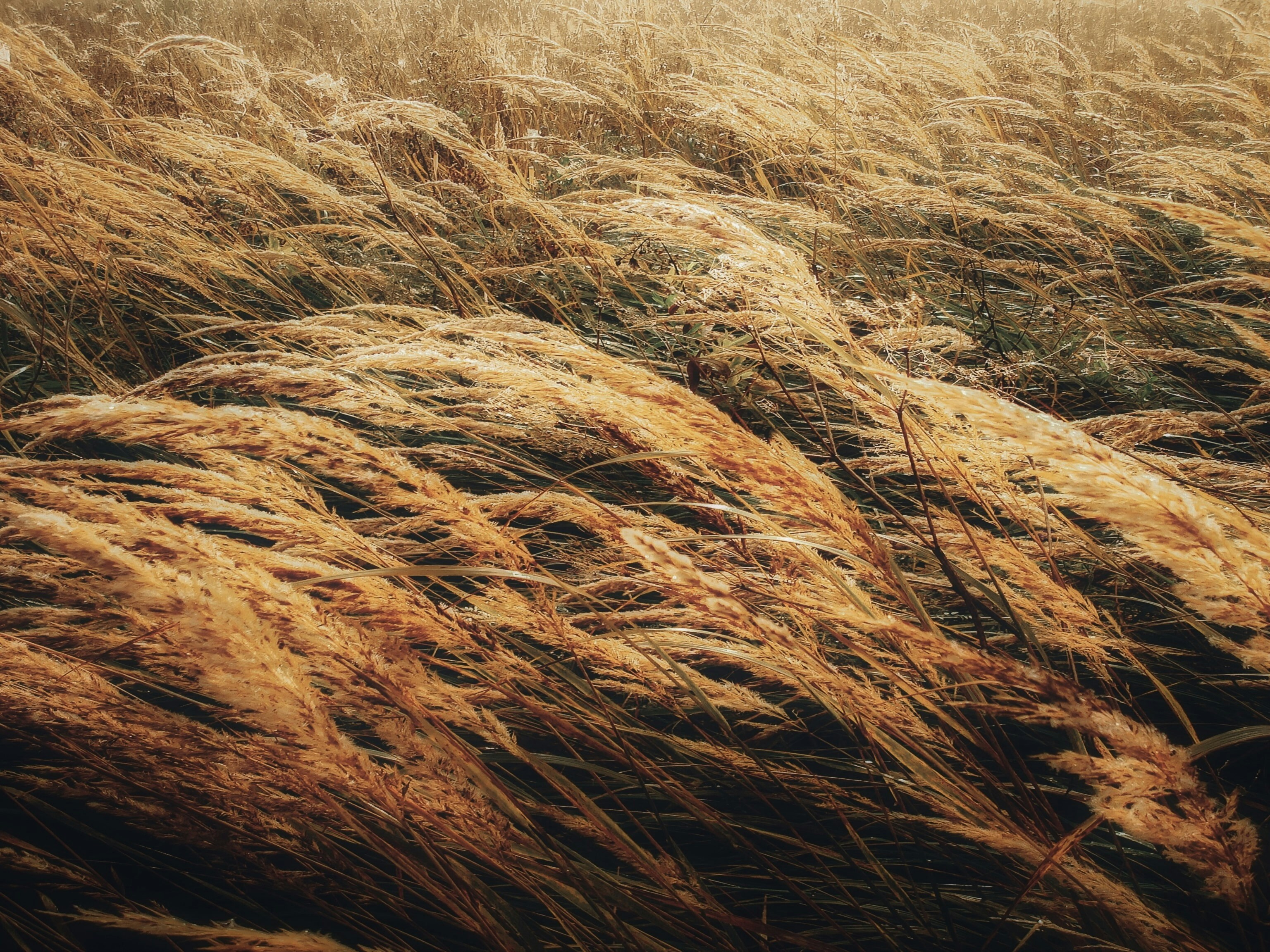 Golden grasses sway gently under a soft light, creating a tranquil landscape that evokes a sense of serenity and connection to nature.