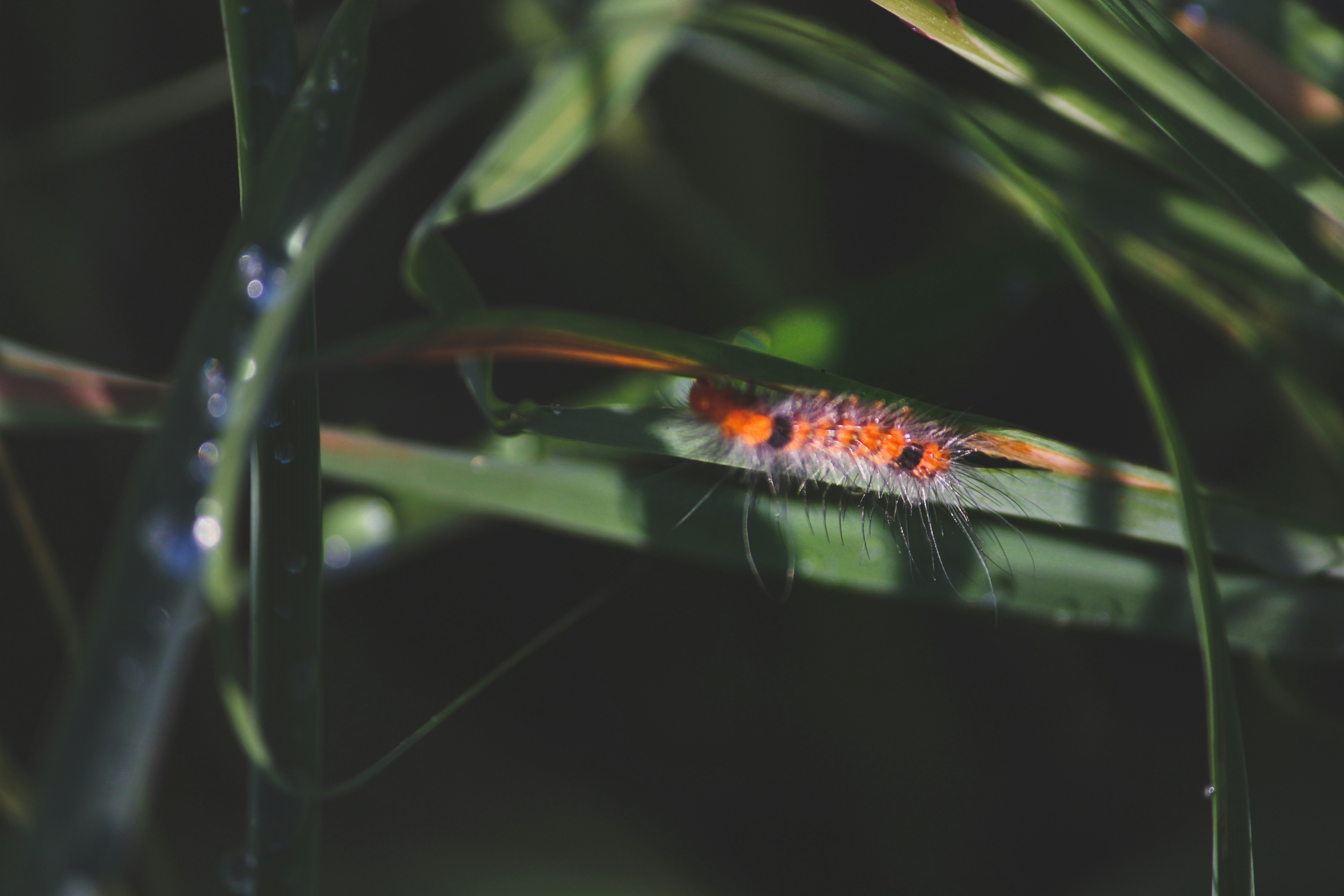 Vibrant Crawlers in the Underbrush
