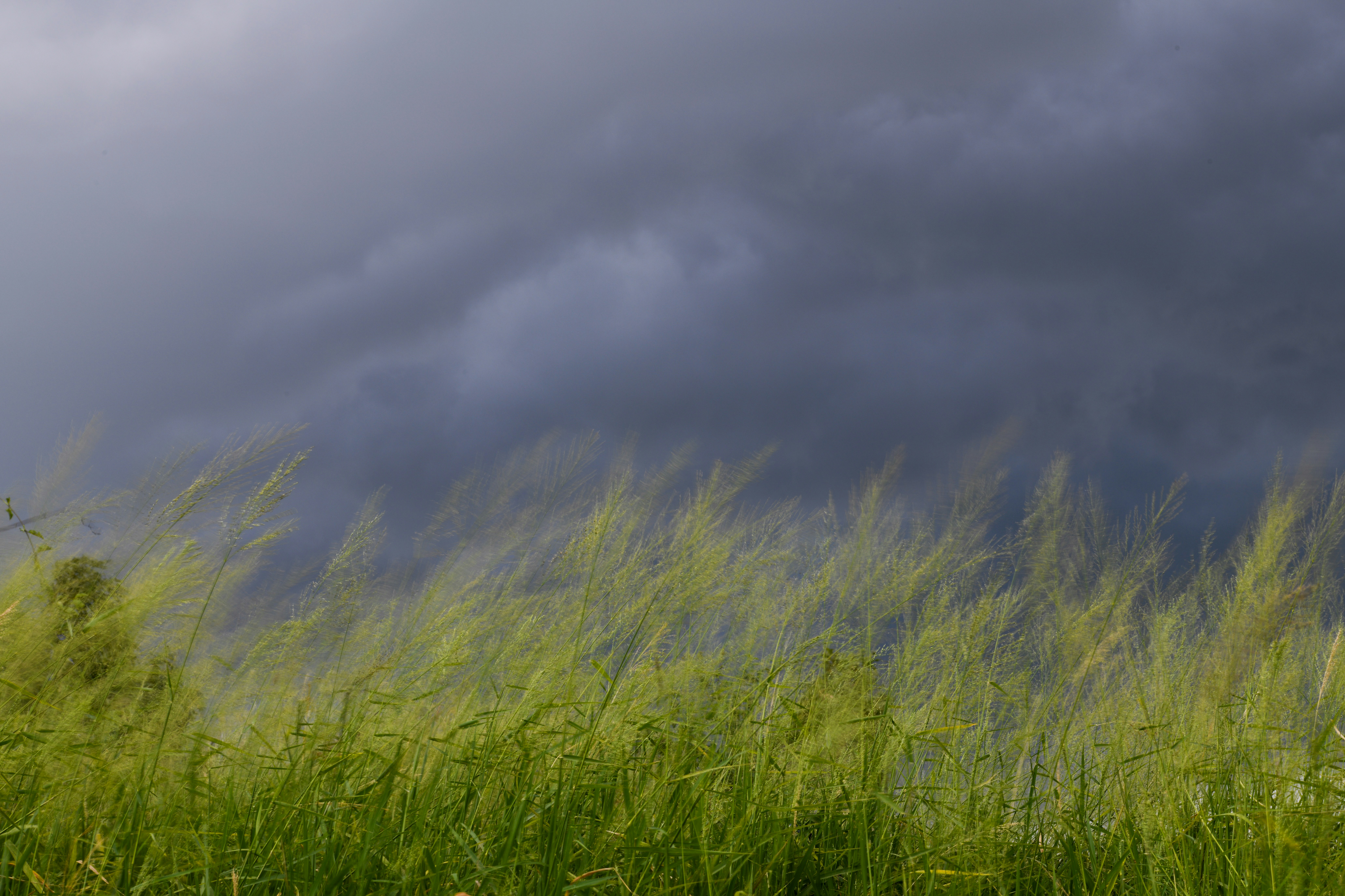 Tall grass sways under dark, looming storm clouds.