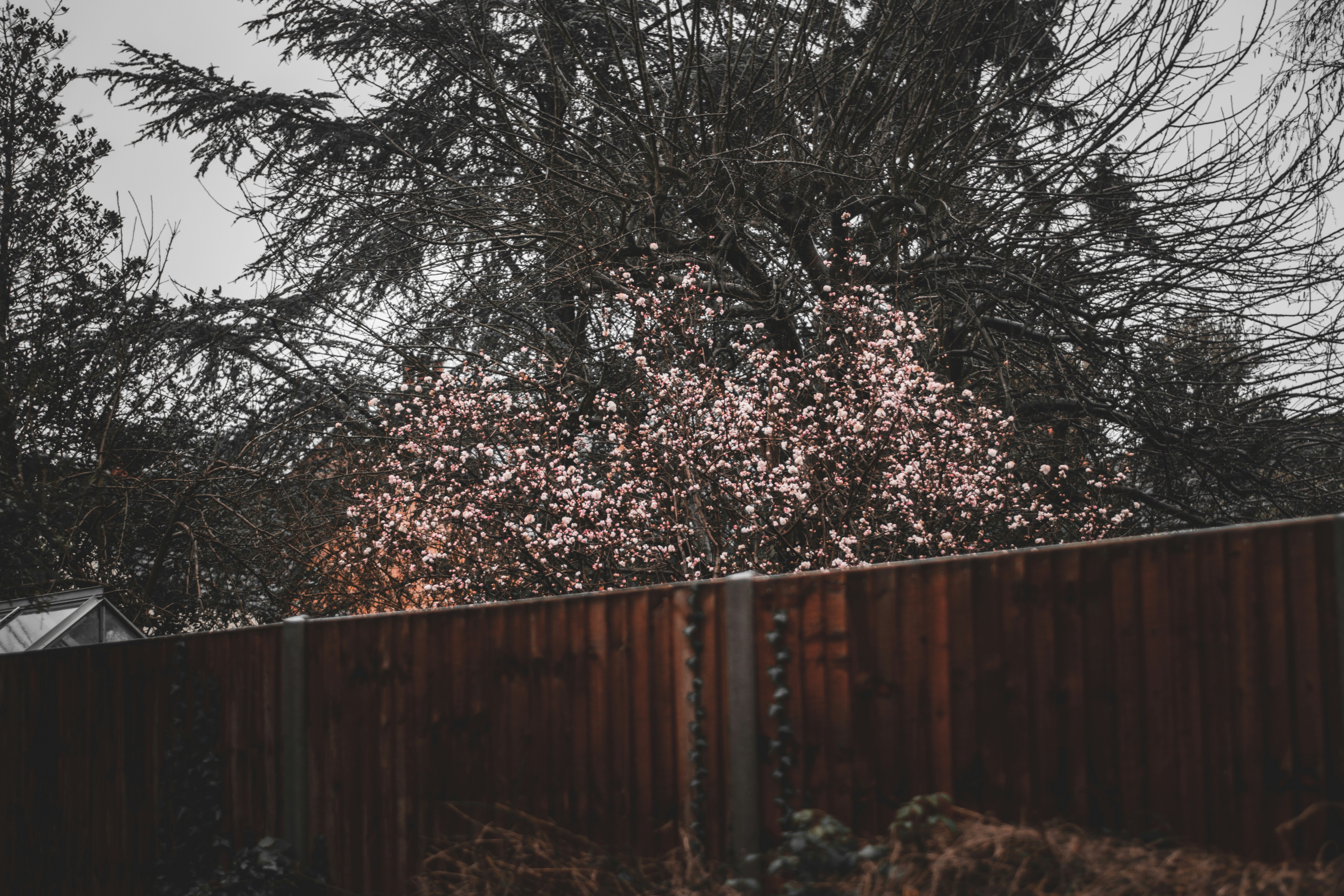 a tree with pink flowers in a fenced in area