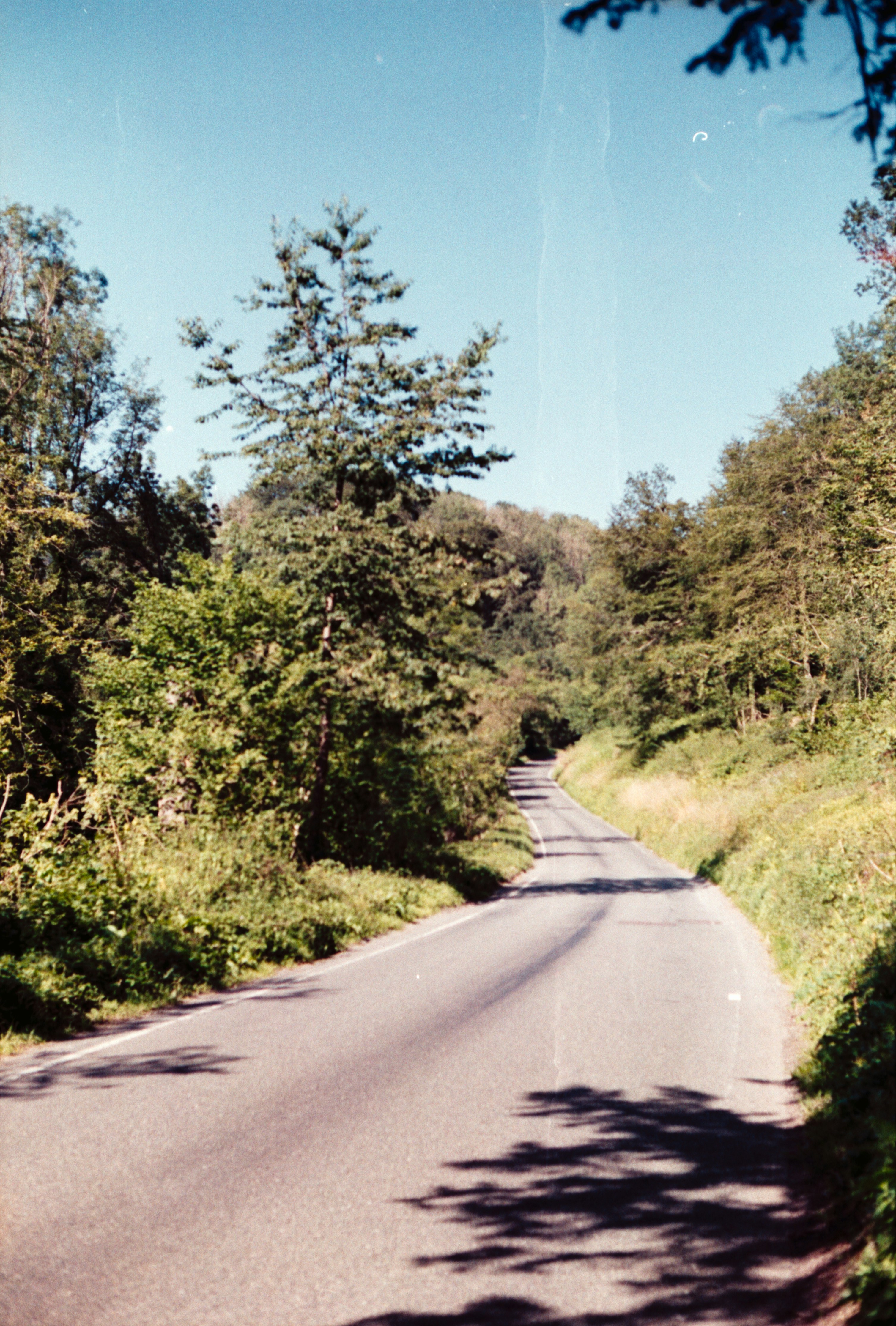 A path with trees on the side of a road photo – Free Mendip district ...