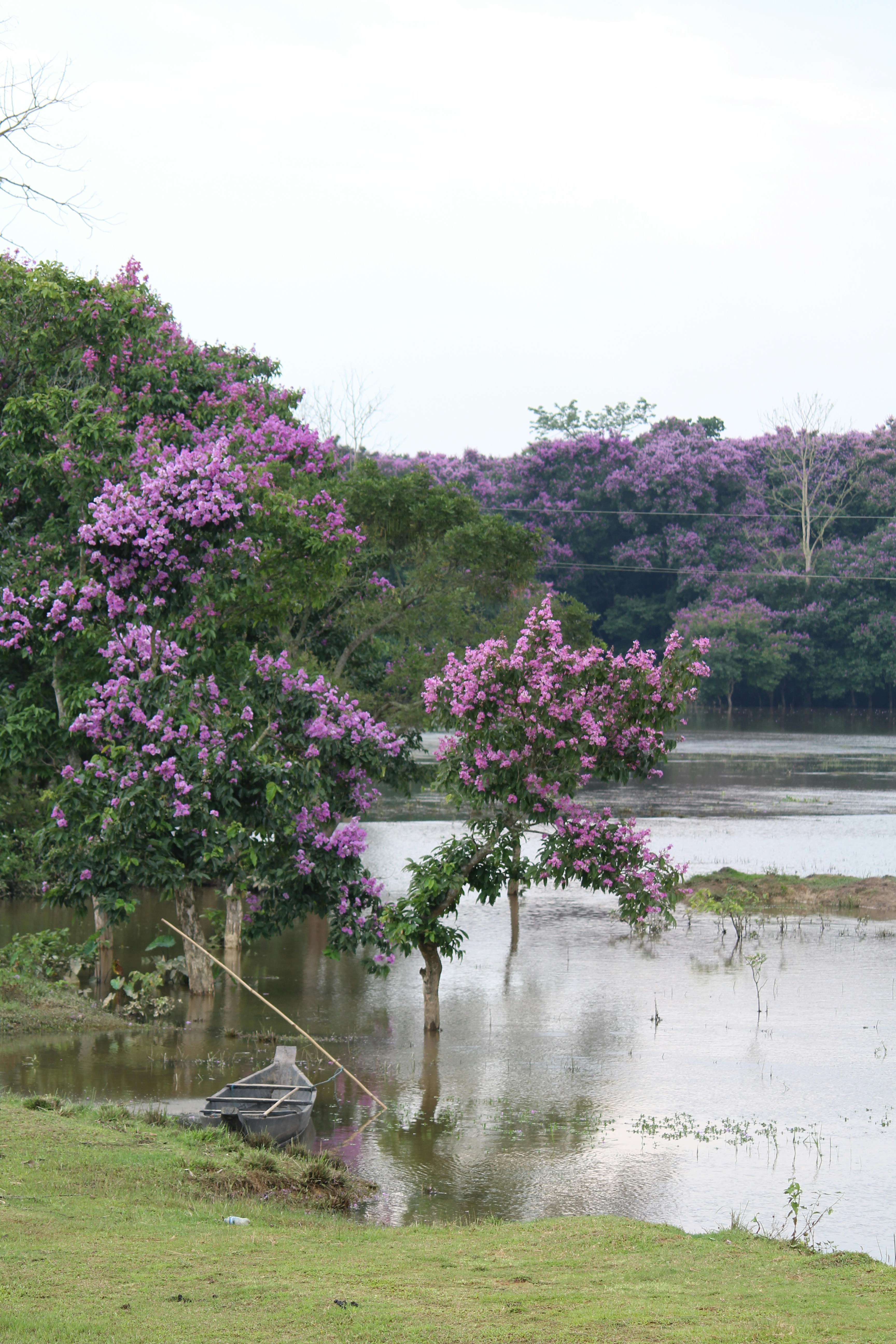 Trees with vibrant purple blossoms stand beside a tranquil lake under a cloudy sky.
