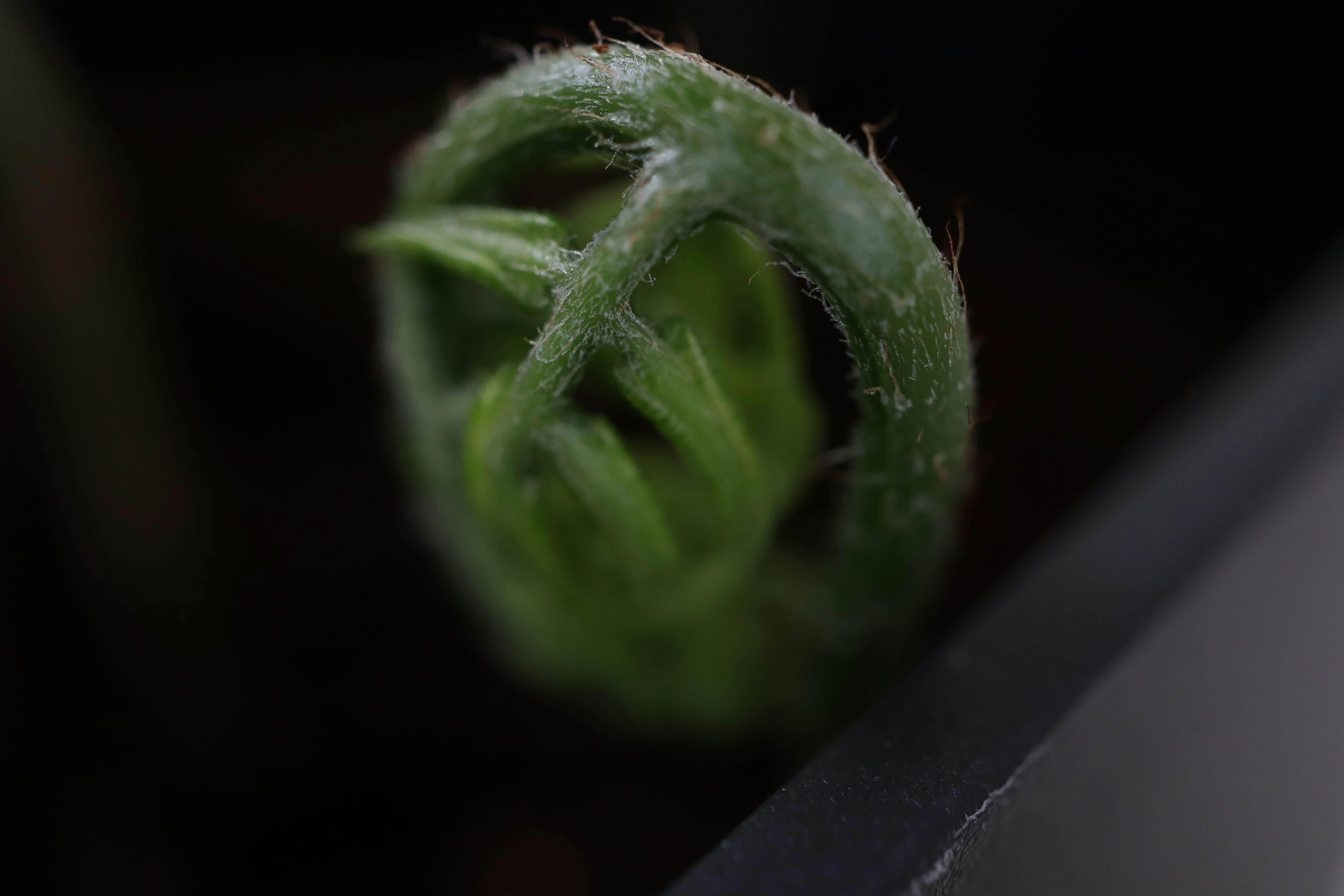 Emerald Spiral: Macro Portrait of a Curling Plant Bud