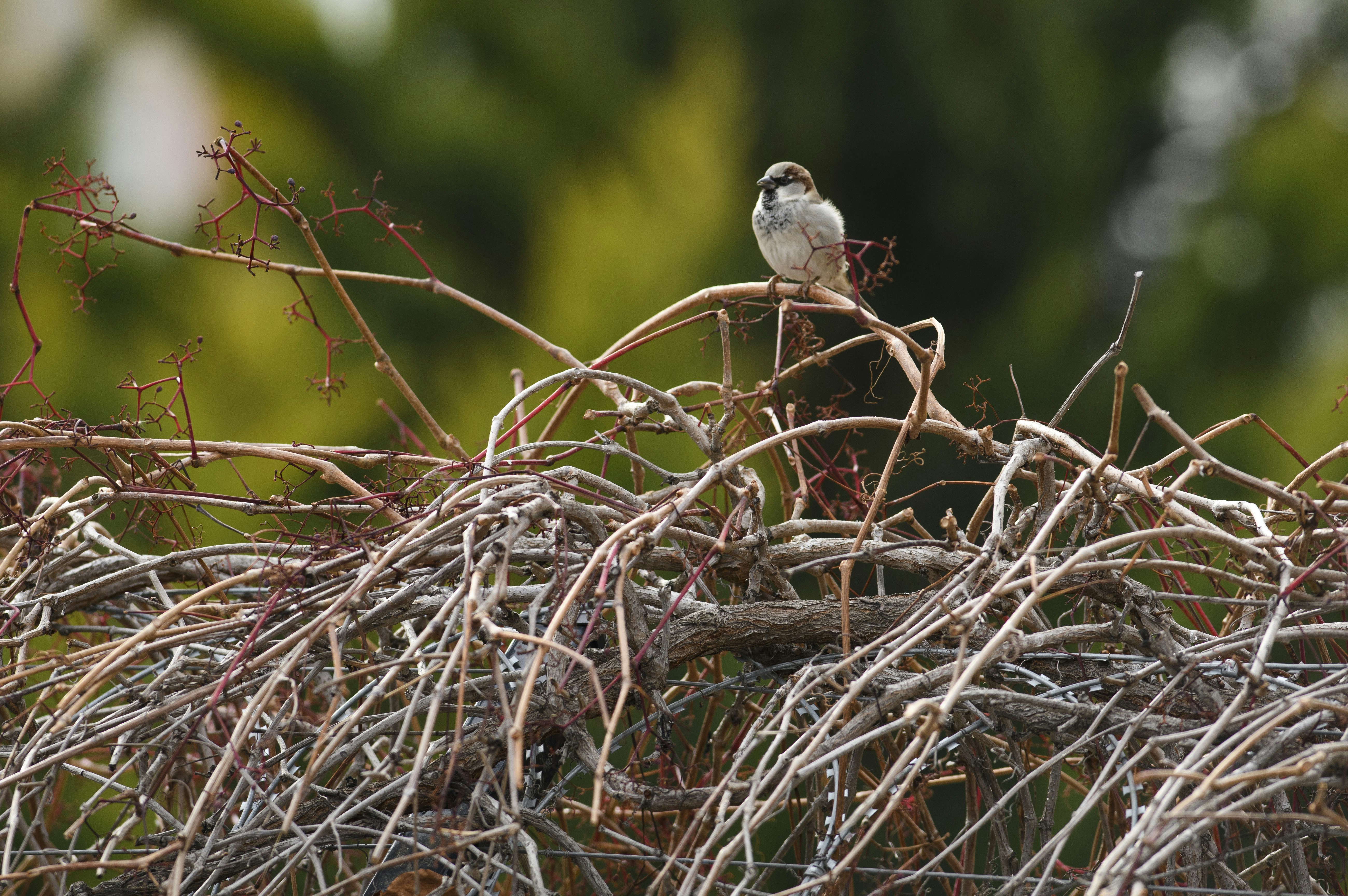 A sparrow on the branches.