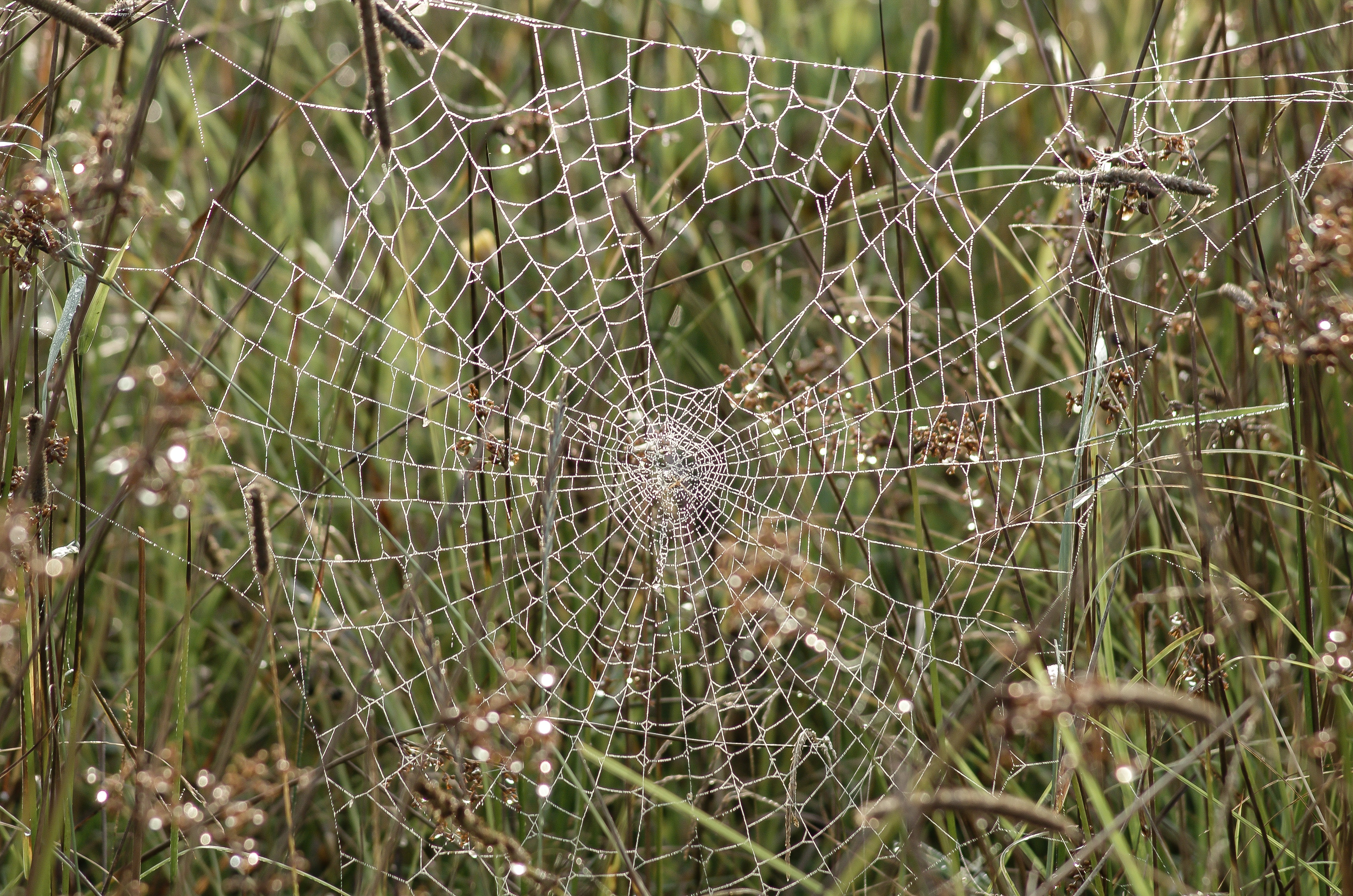 A spider web in the middle of a field photo – Free Vermont Image on ...
