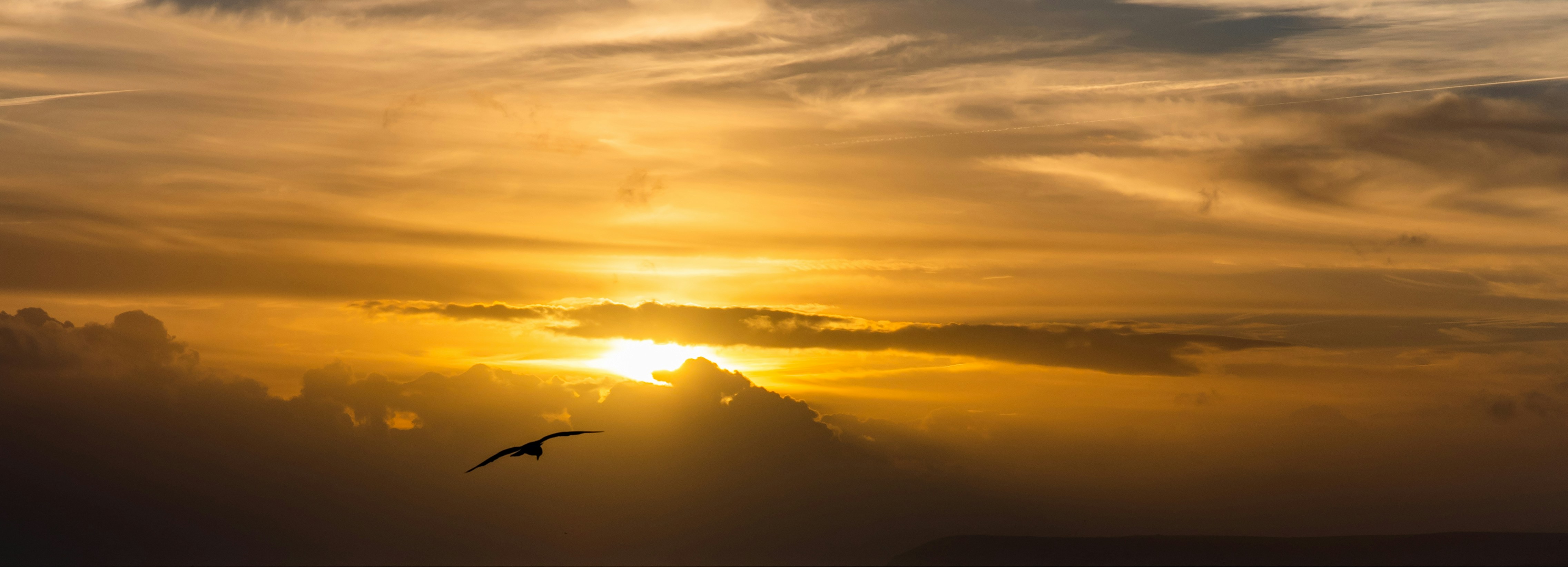 Gold Hour Over the Horizon: A lone seabird slices the sunset