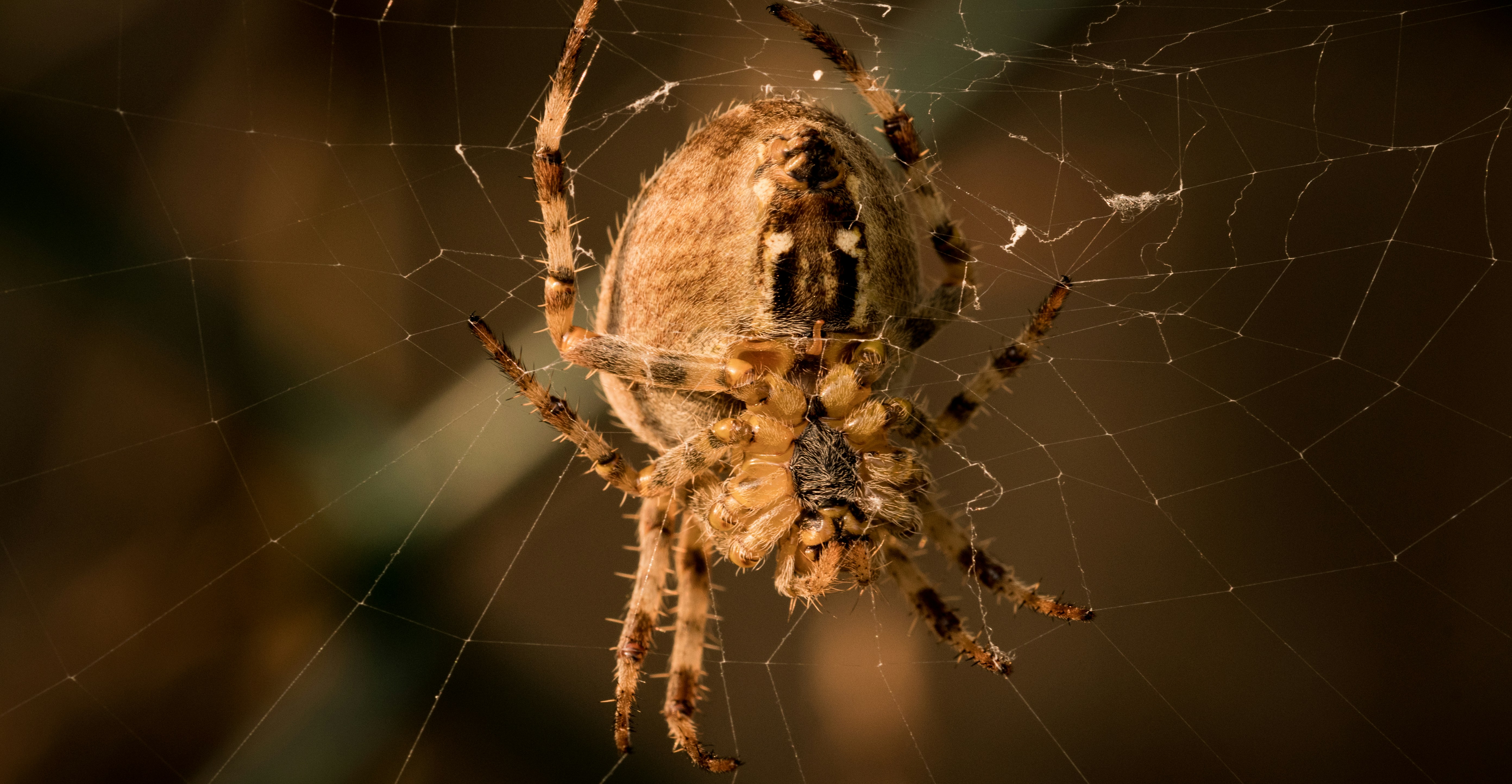 Threadwork in Sunlight: A Garden Orb-Weaver in Focus